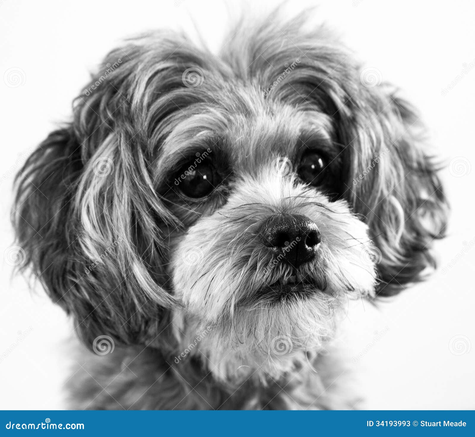 Cara del perro de Shih Poo imagen de archivo. Imagen de perrito - 34193993