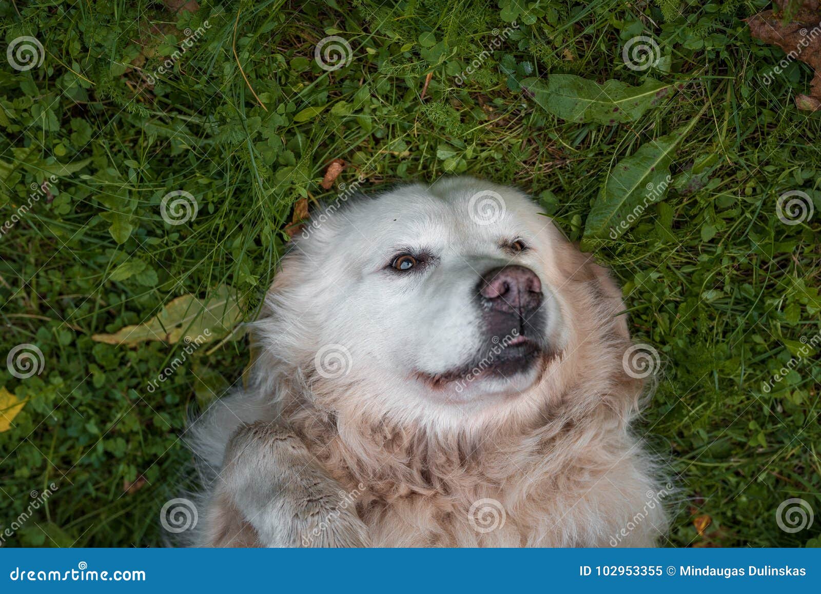 Cara Del Perro Del Golden Retriever Retrato Imagen de archivo - Imagen ...