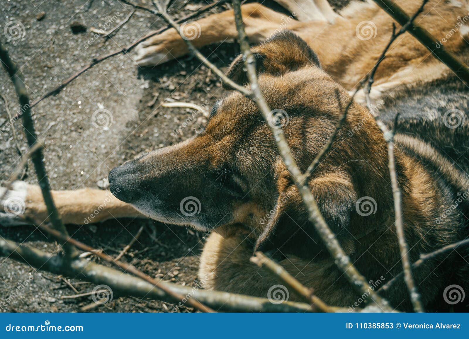 Cara del perro sin raza imagen de archivo. Imagen de perrito - 110385853