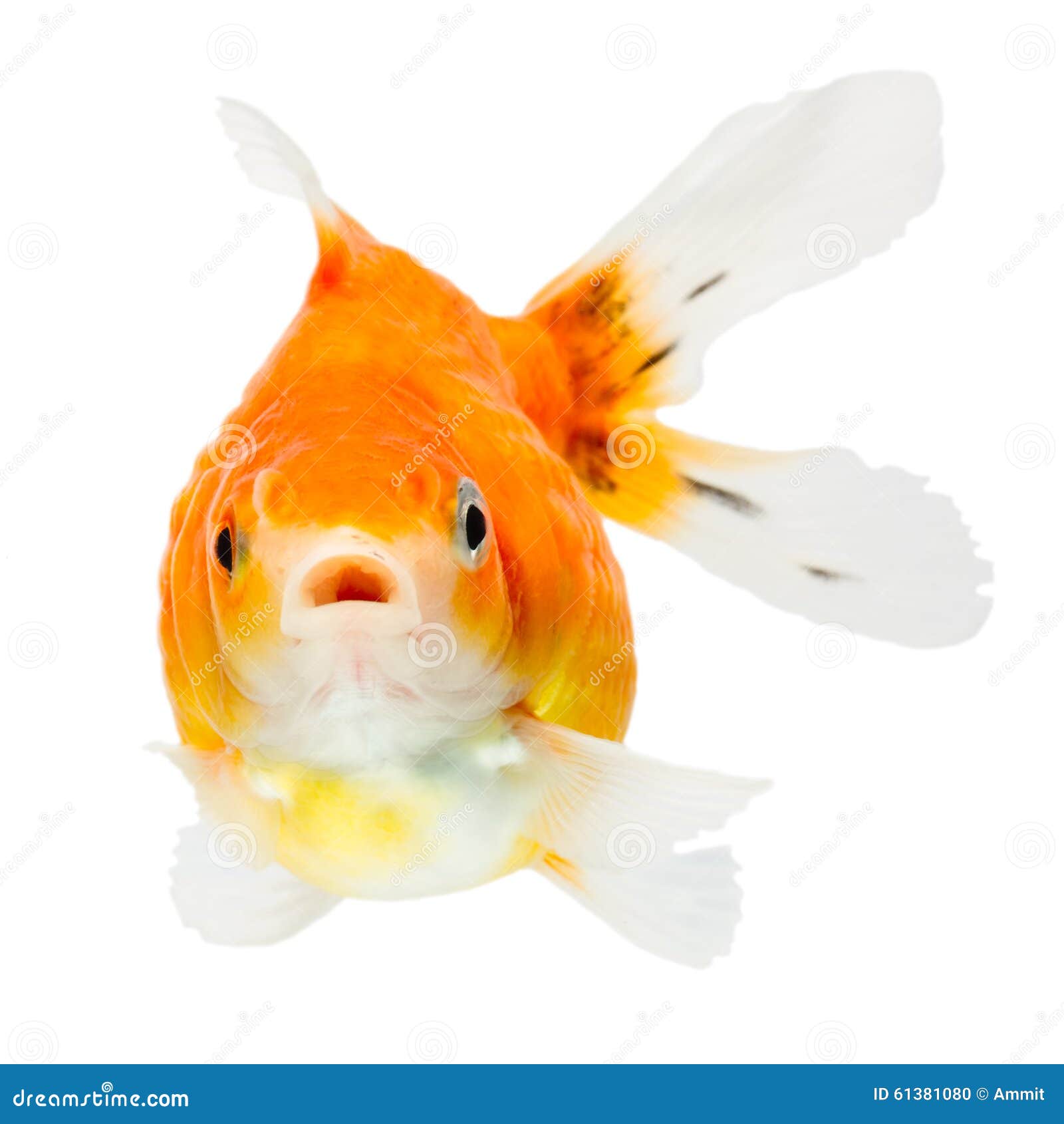 Cara Del Pez De Colores De Pearlscale Foto de archivo - Imagen de ...