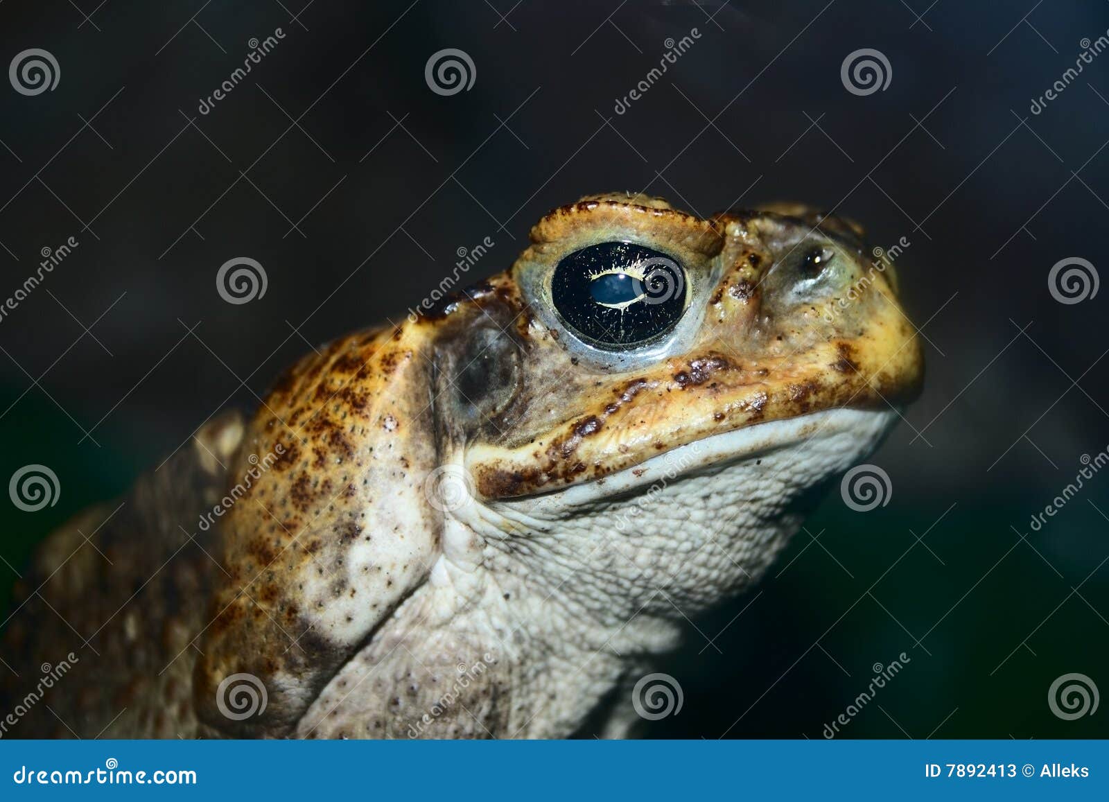 Cara Del Primer Del Sapo Grande Imagen. Imagen: 7892413