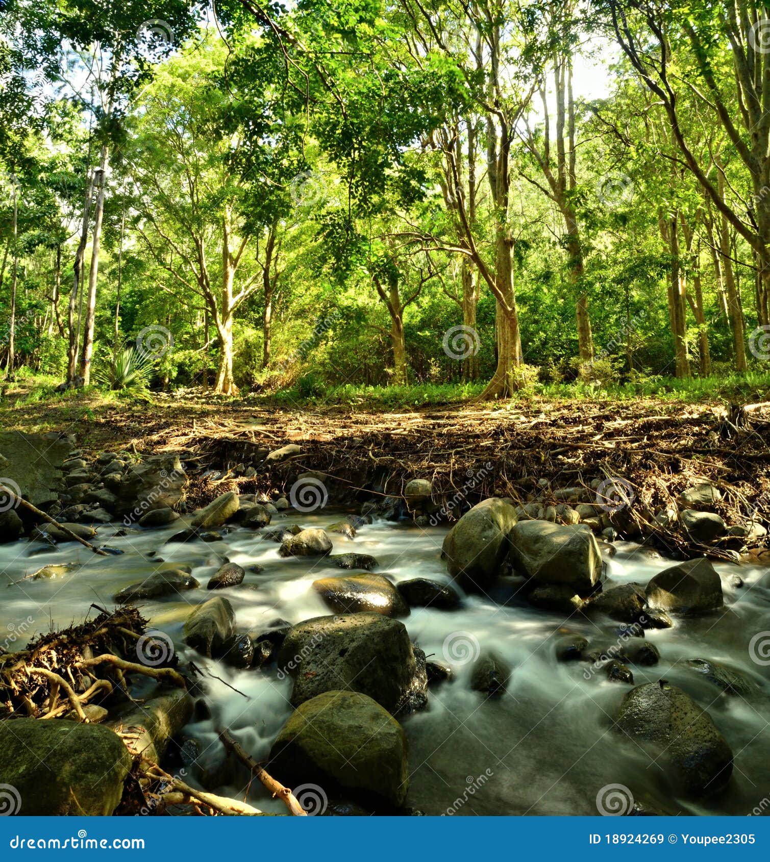 Cara del río en bosque imagen de archivo. Imagen de sunbeam - 18924269