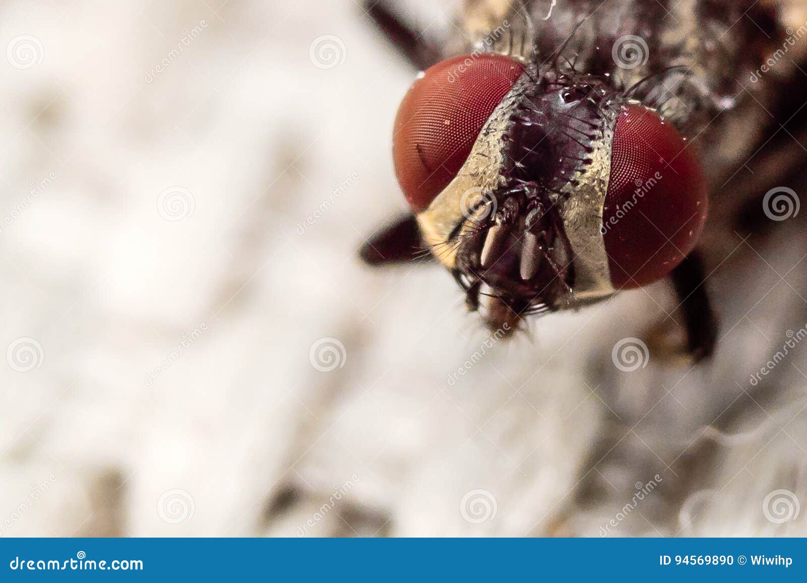 Cara del ` s de la mosca foto de archivo. Imagen de pelo - 94569890