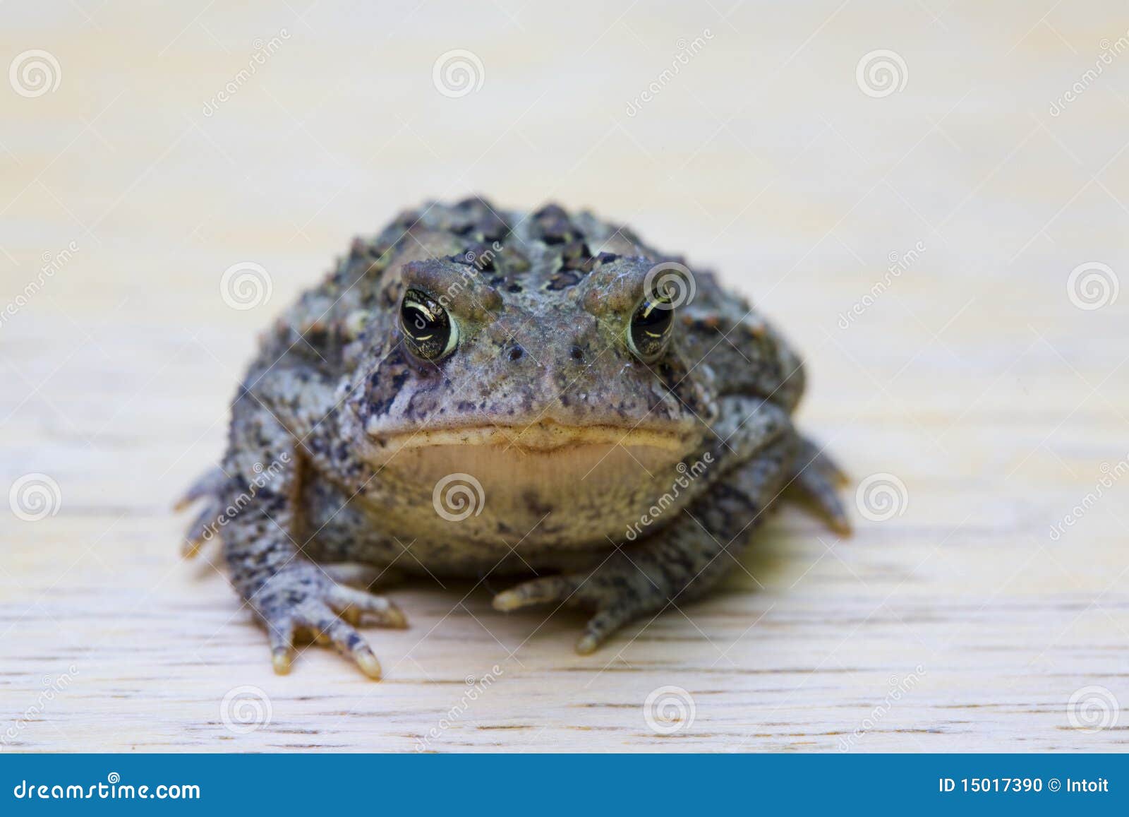 Cara del sapo foto de archivo. Imagen de sapo, contemplar - 15017390