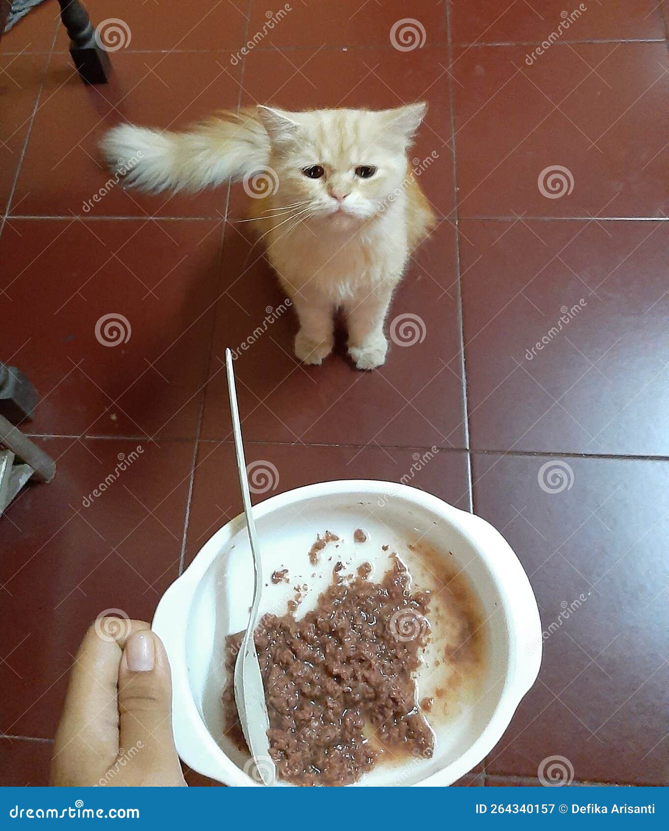 Cara Divertida De Un Gato Pidiendo Comida Imagen de archivo - Imagen de ...