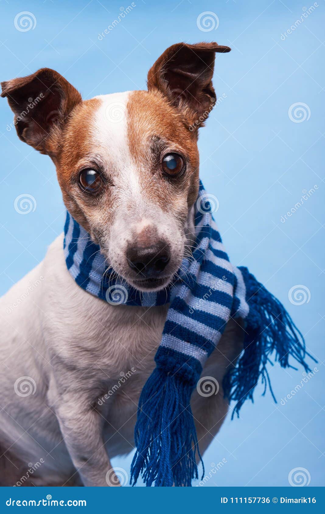 Cara Do Terrier De Russell Do Jaque Foto de Stock - Imagem de russell ...