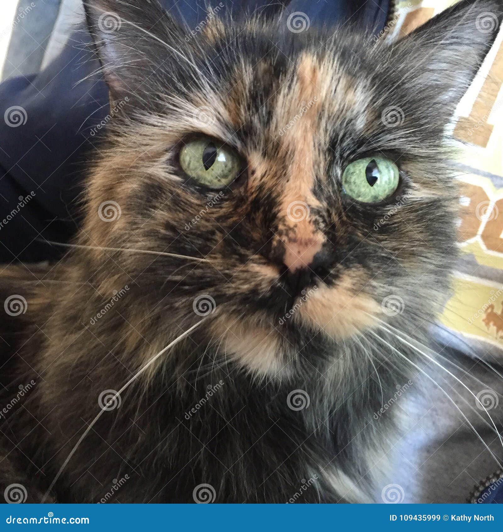 Cara Dulce Del Gato De La Concha Imagen de archivo - Imagen de ...