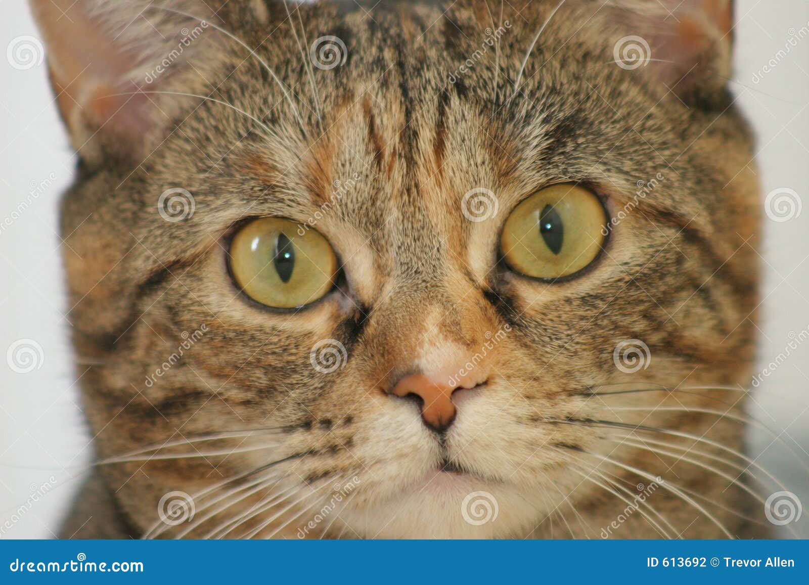 Cara inocente foto de archivo. Imagen de animal, cierre - 613692