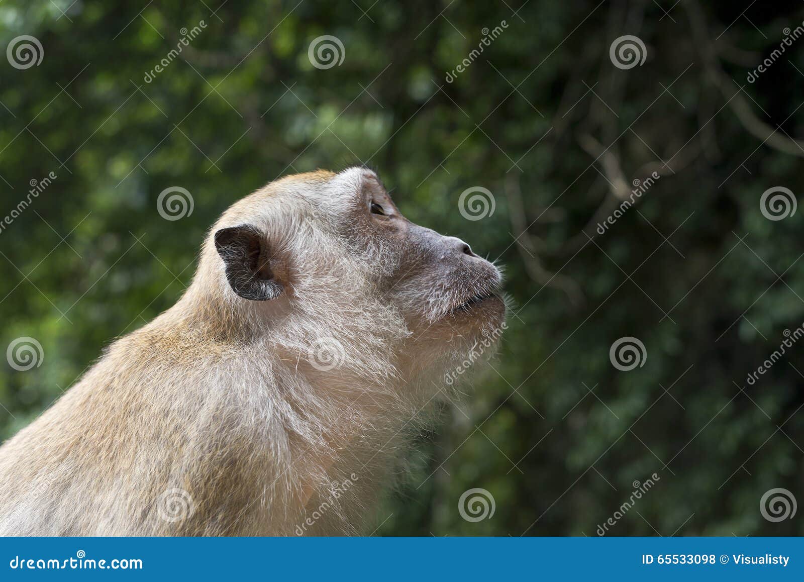 Cara Lateral Del Mono Del Perfil Foto de archivo - Imagen de asia ...