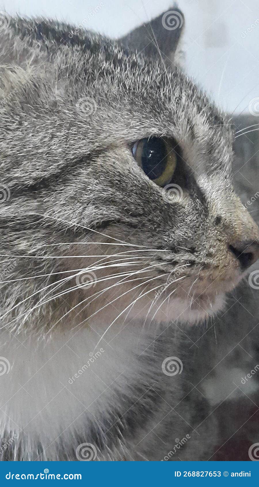 Cara lateral gris gato imagen de archivo. Imagen de animal - 268827653