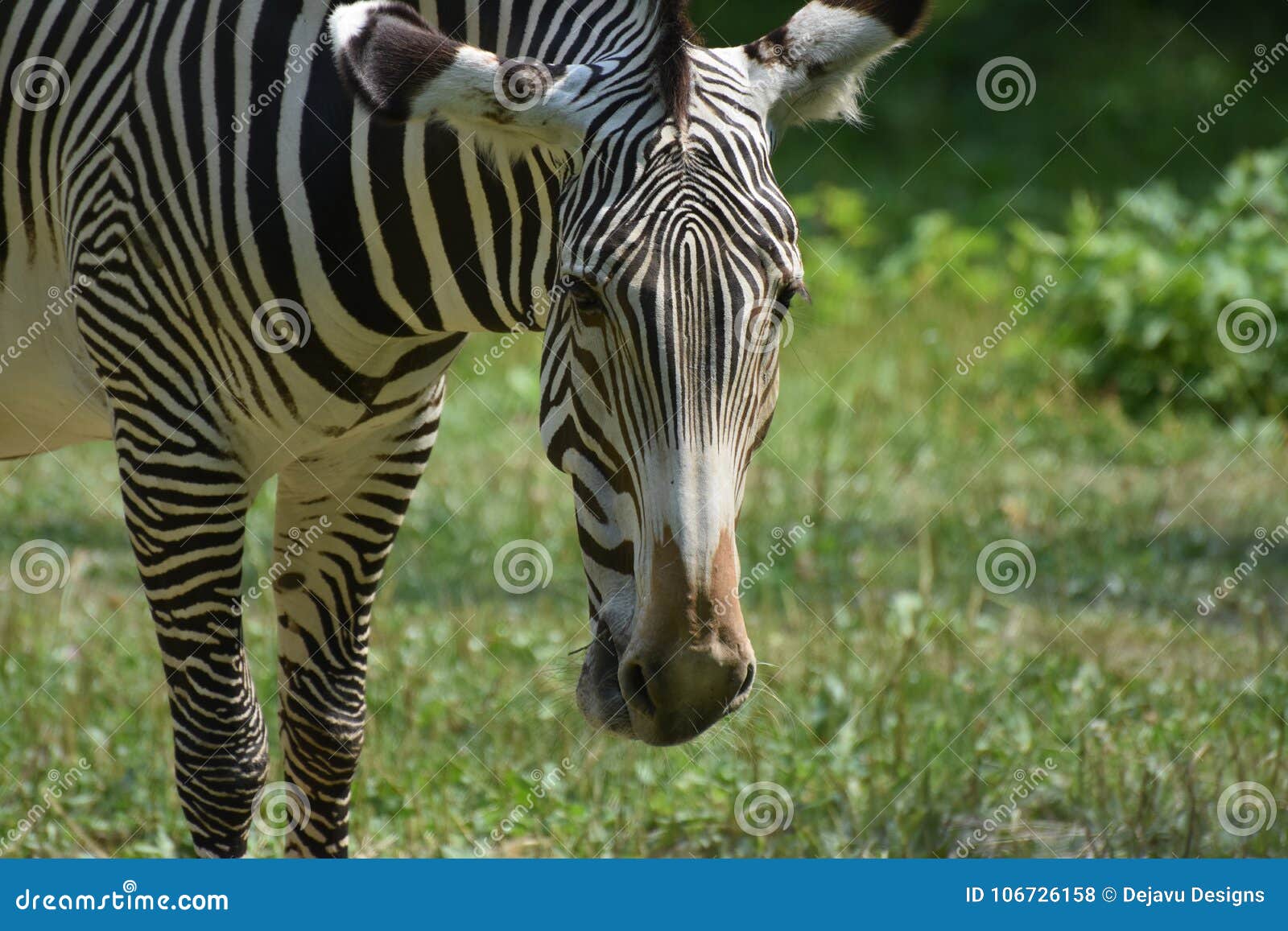 Cara Linda De La Cebra Con Su Cabeza Bajada Foto de archivo - Imagen de ...