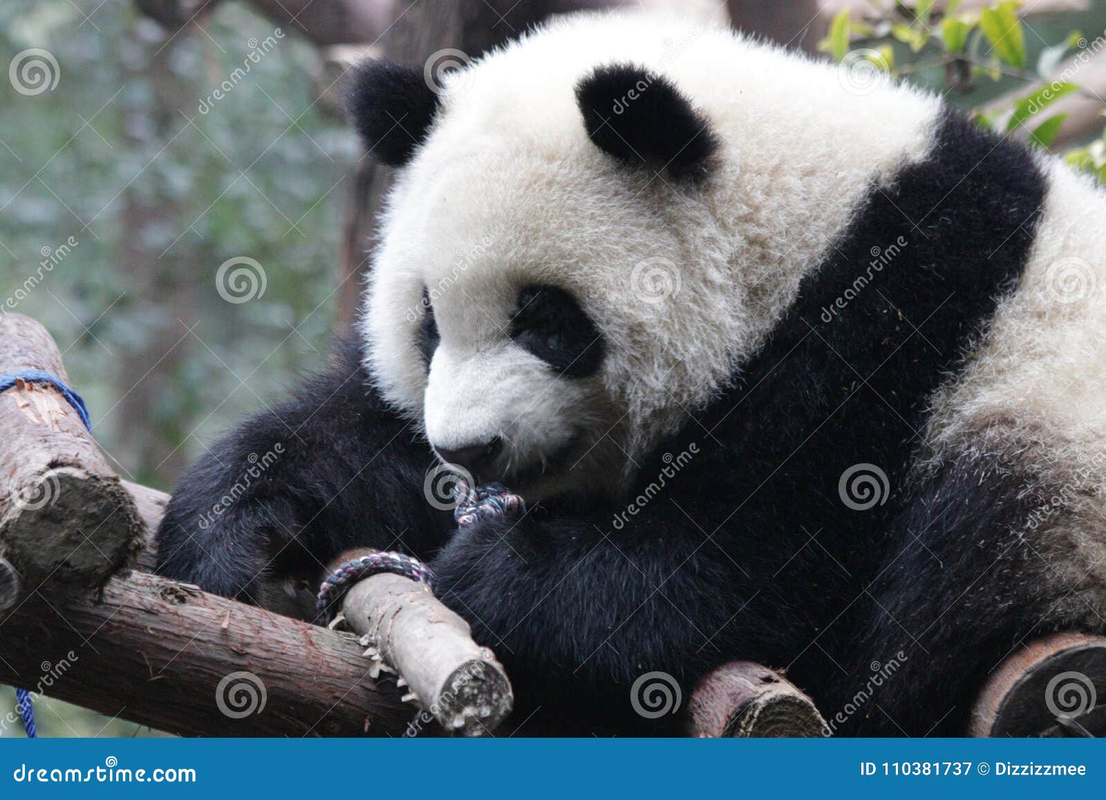 Cara Macia Do ` S Da Panda Do Close-up, Chengdu, China Imagem de Stock ...