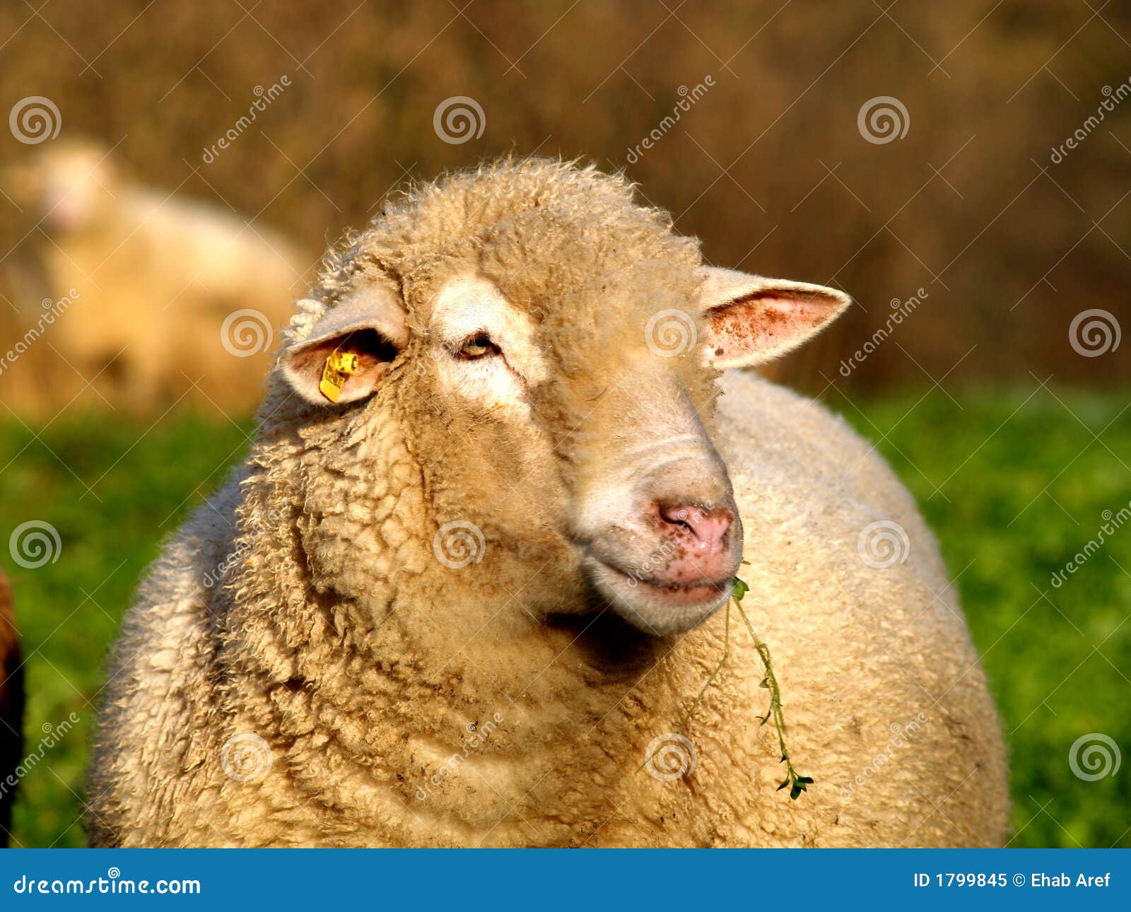 Cara Masculina De Las Ovejas Imagen de archivo - Imagen de verde, lanas ...
