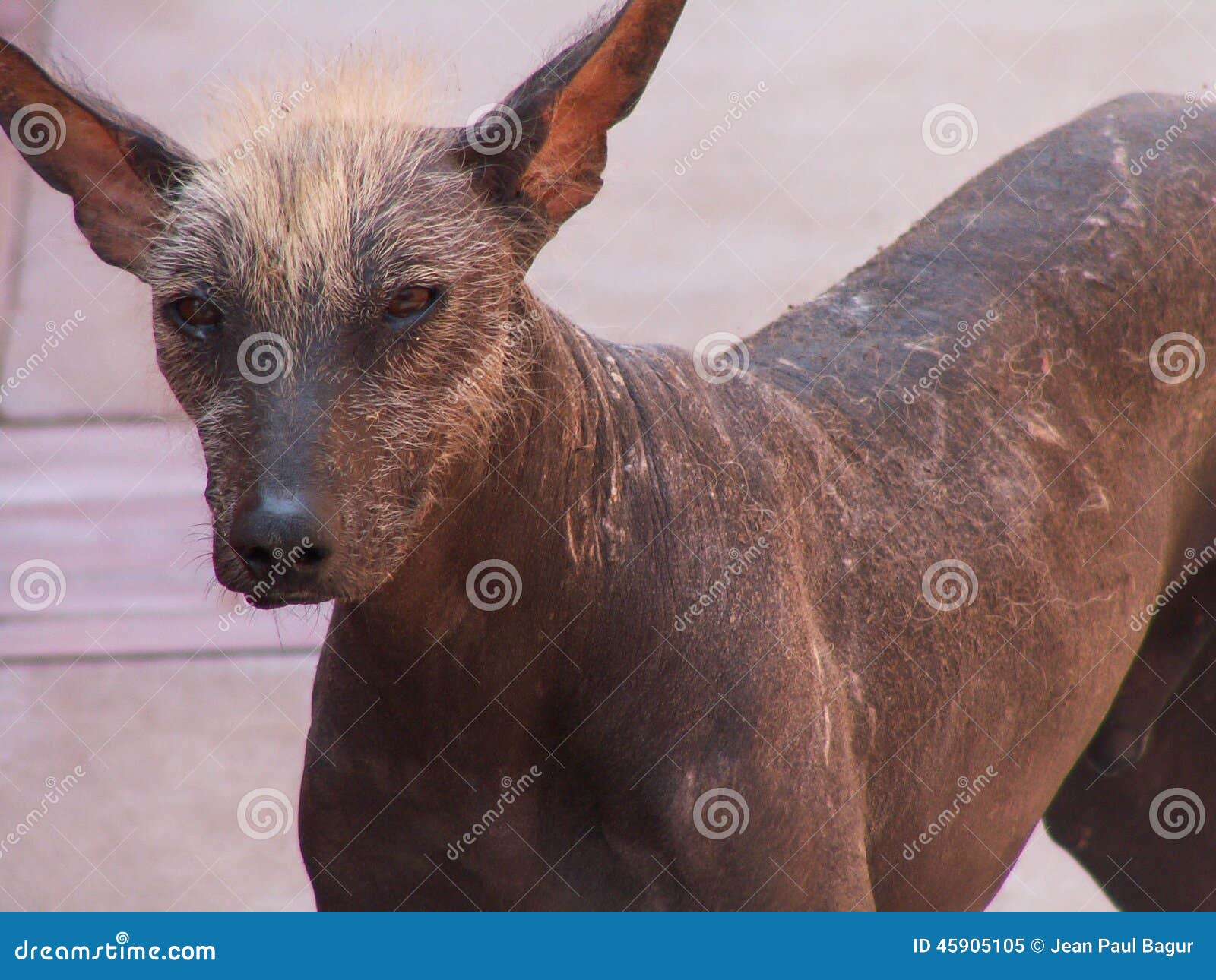 Cara Sin Pelo Peruana Del Perro Imagen de archivo - Imagen de peruano ...
