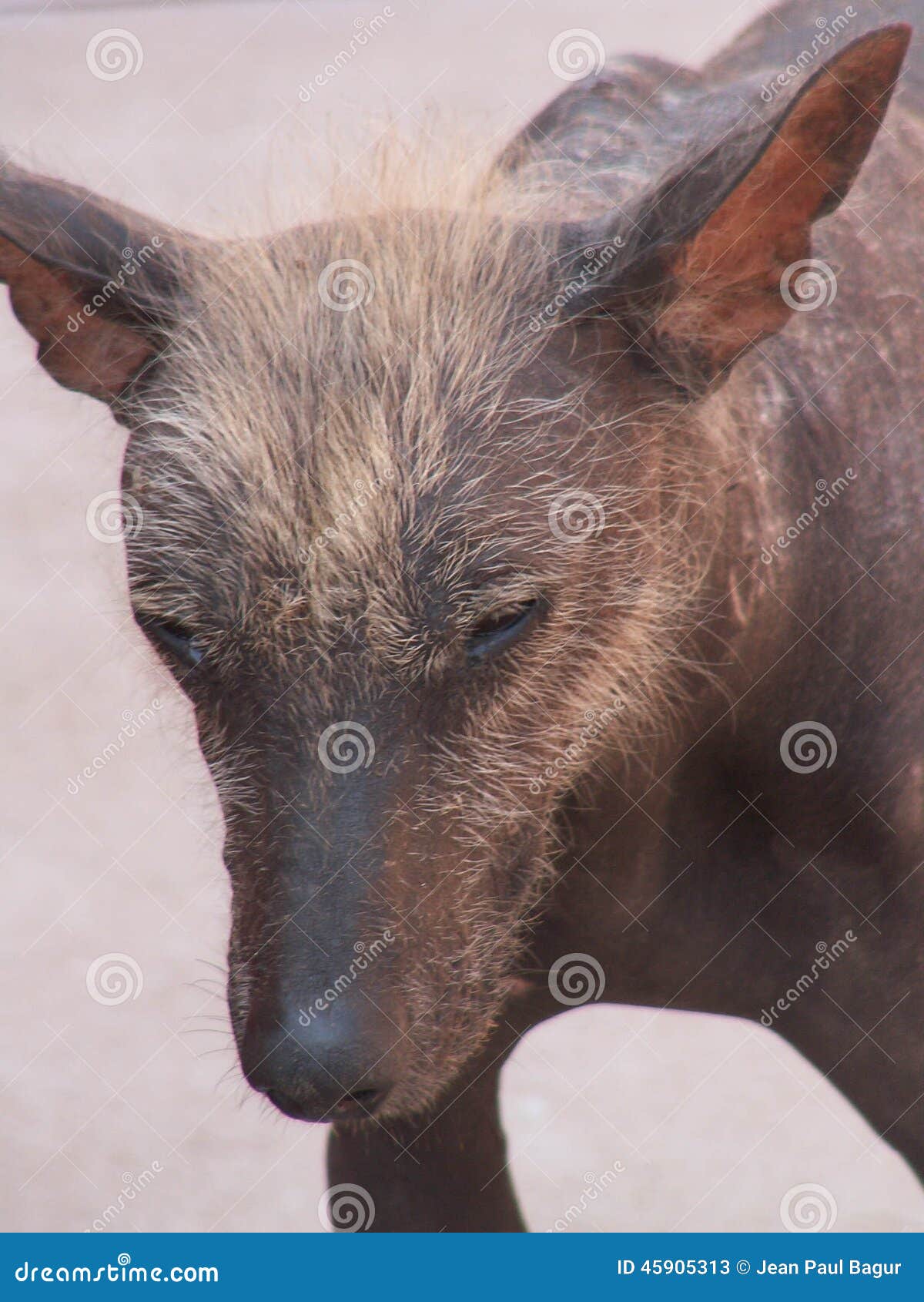 Cara Sin Pelo Peruana Del Perro Imagen de archivo - Imagen de retrato ...