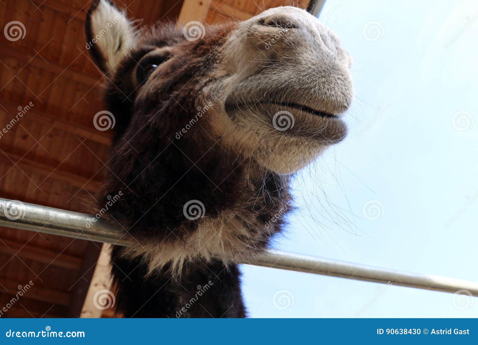 Cara y cabeza de un burro foto de archivo. Imagen de gris - 90638430