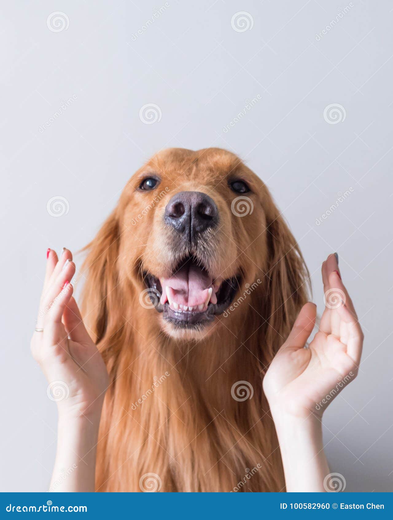 Cara Y Mano Del Golden Retriever Foto de archivo - Imagen de creativo ...