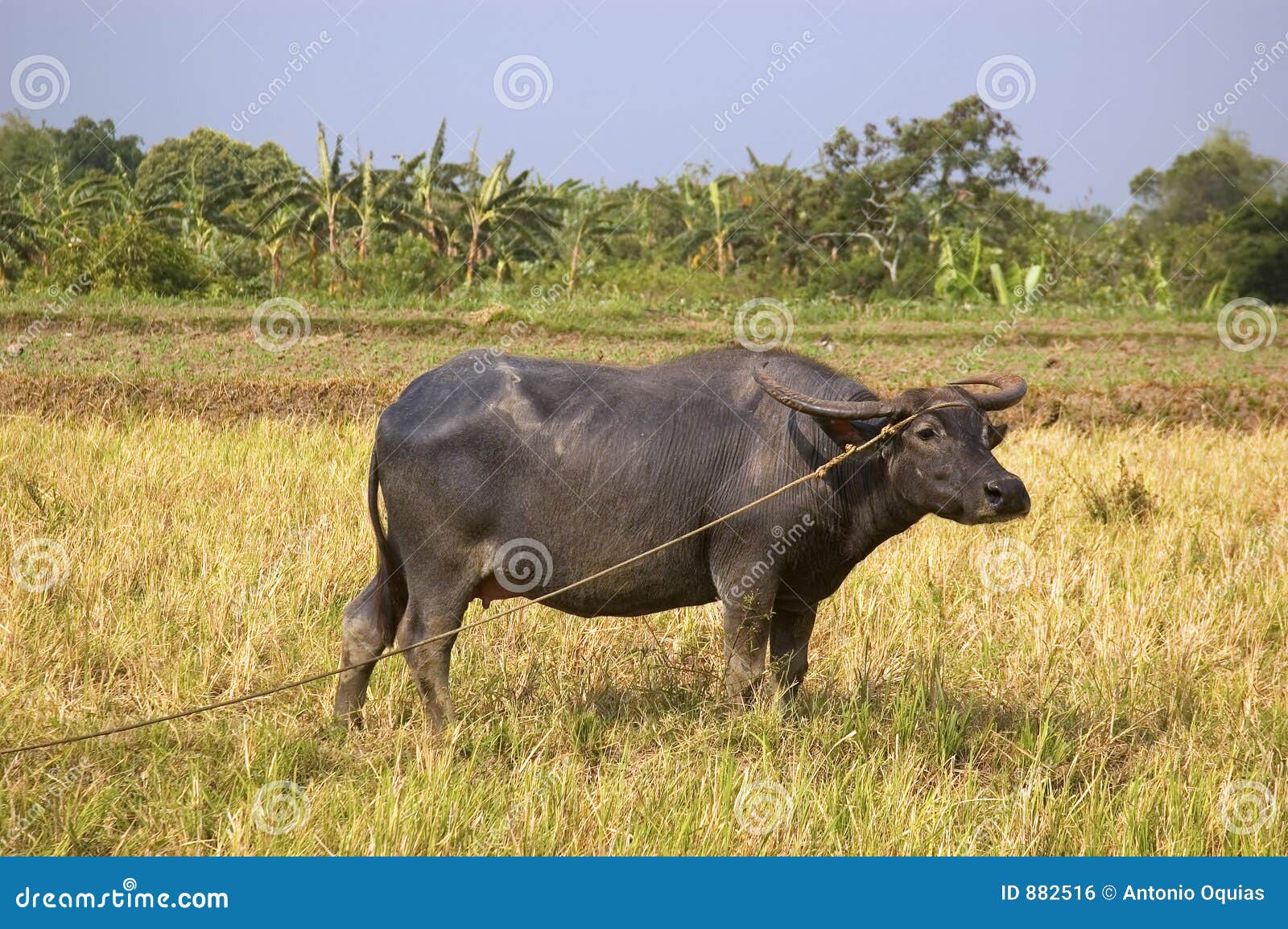 Carabao stock photo. Image of tropical, meat, reliable - 882516