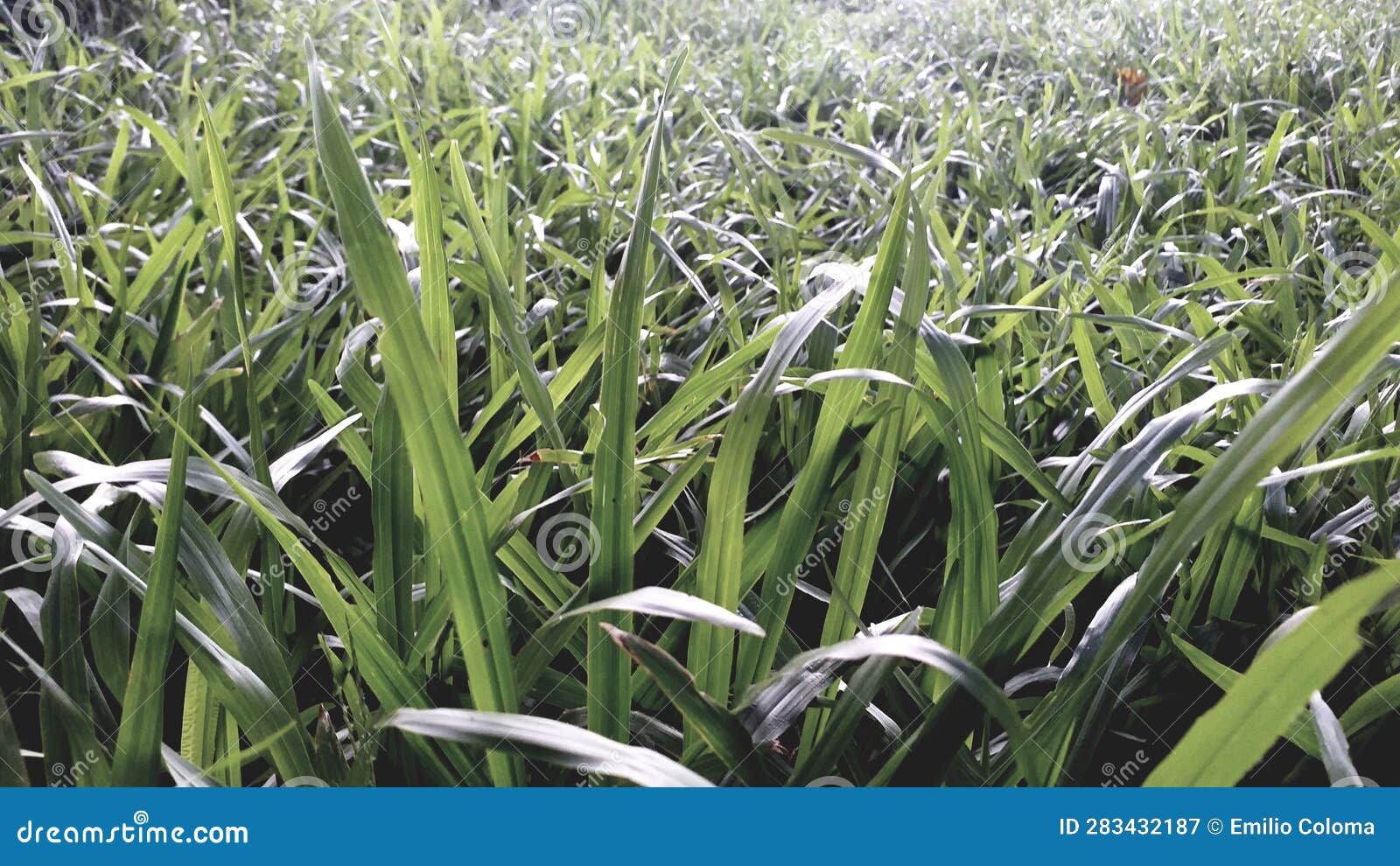 Carabao grass stock image. Image of fresh, produce, flower - 283432187