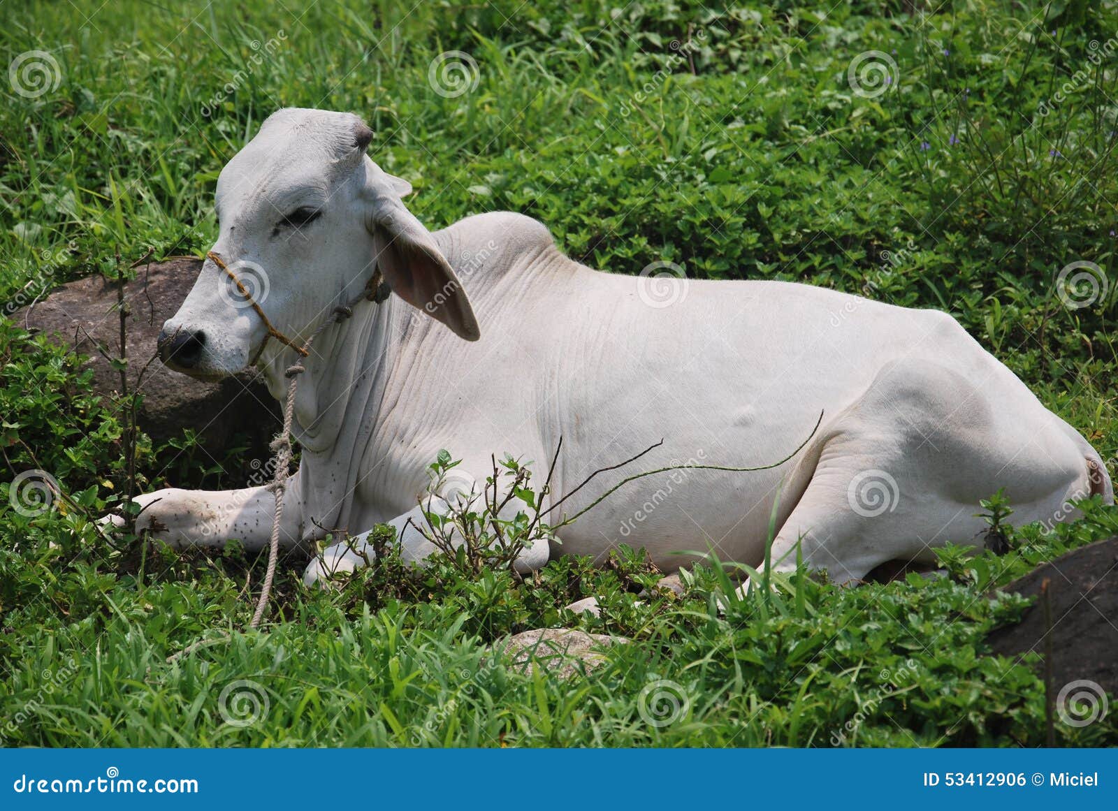 Carabao Stock Image | CartoonDealer.com #16382743