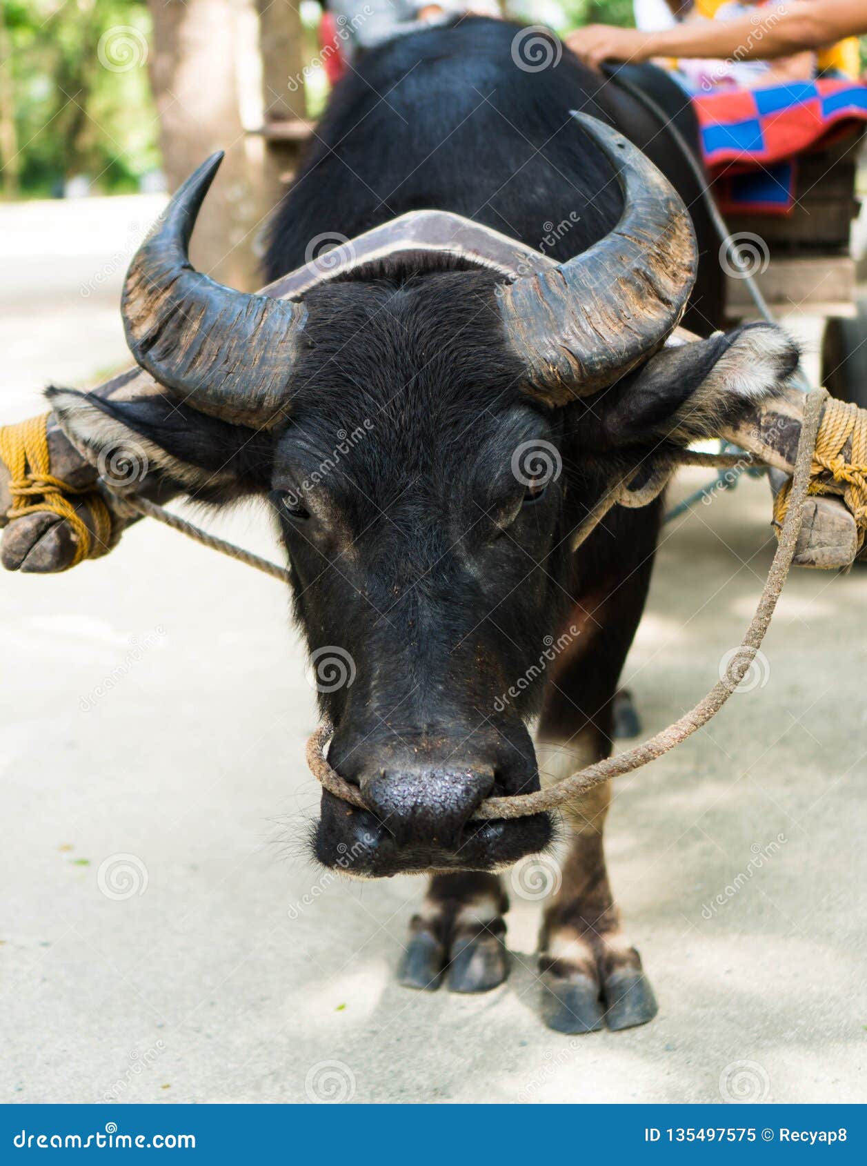 Black native carabao stock image. Image of filipino - 135497575