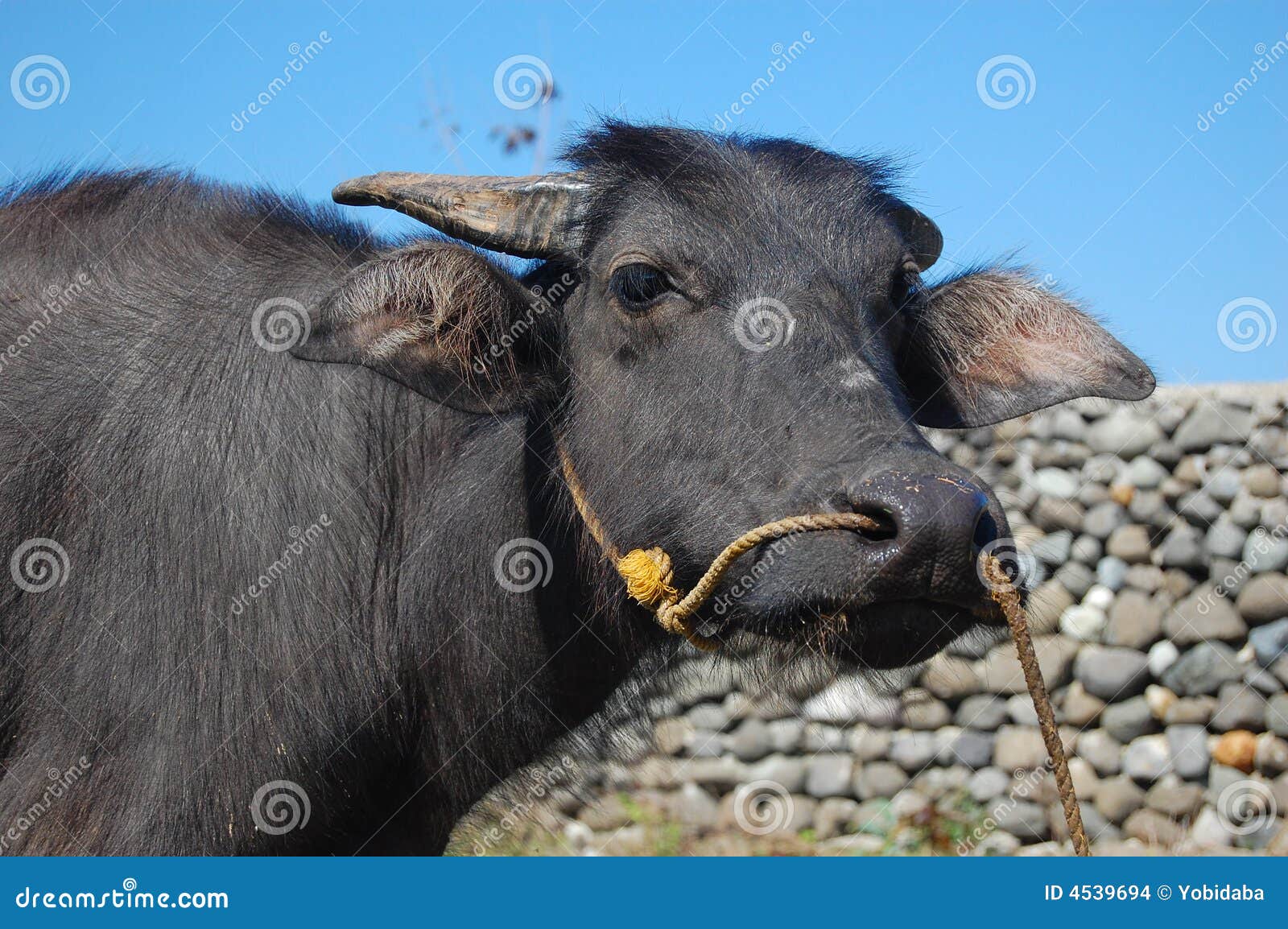 Carabao s face stock photo. Image of carabu, cattle, filipino - 4539694