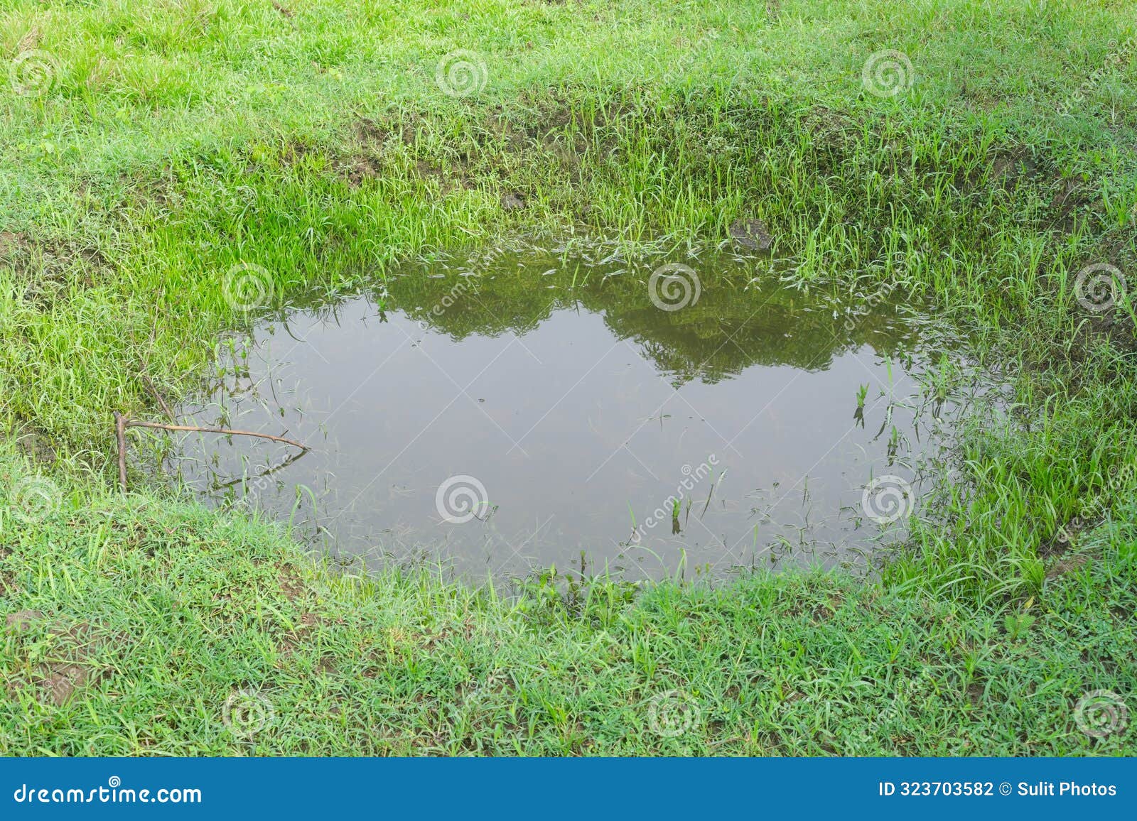A Carabao or Water Buffalo Puddle in Grass Field Stock Photo - Image of ...