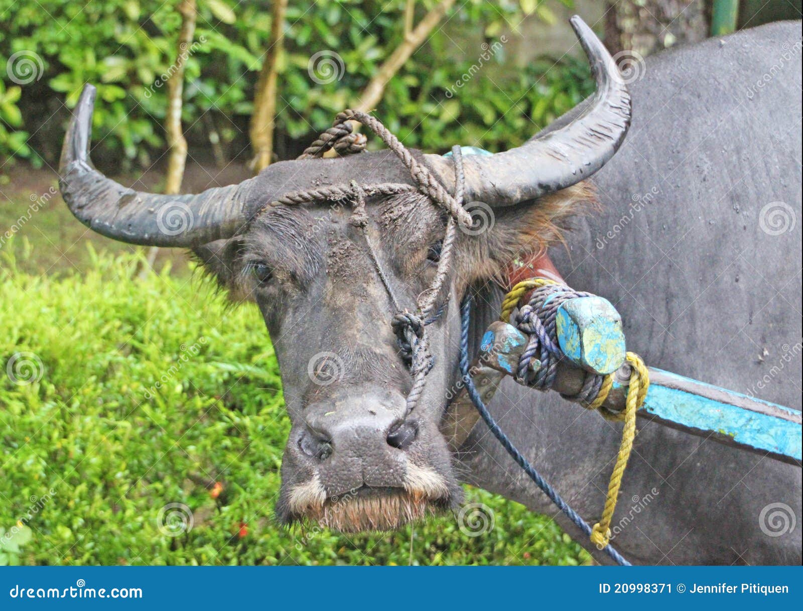 Carabao Royalty-Free Stock Photography | CartoonDealer.com #40308419