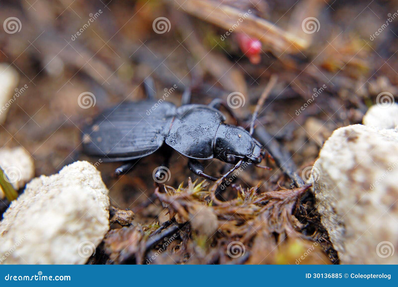 Carabid beetle stock image. Image of macrophotograph - 30136885