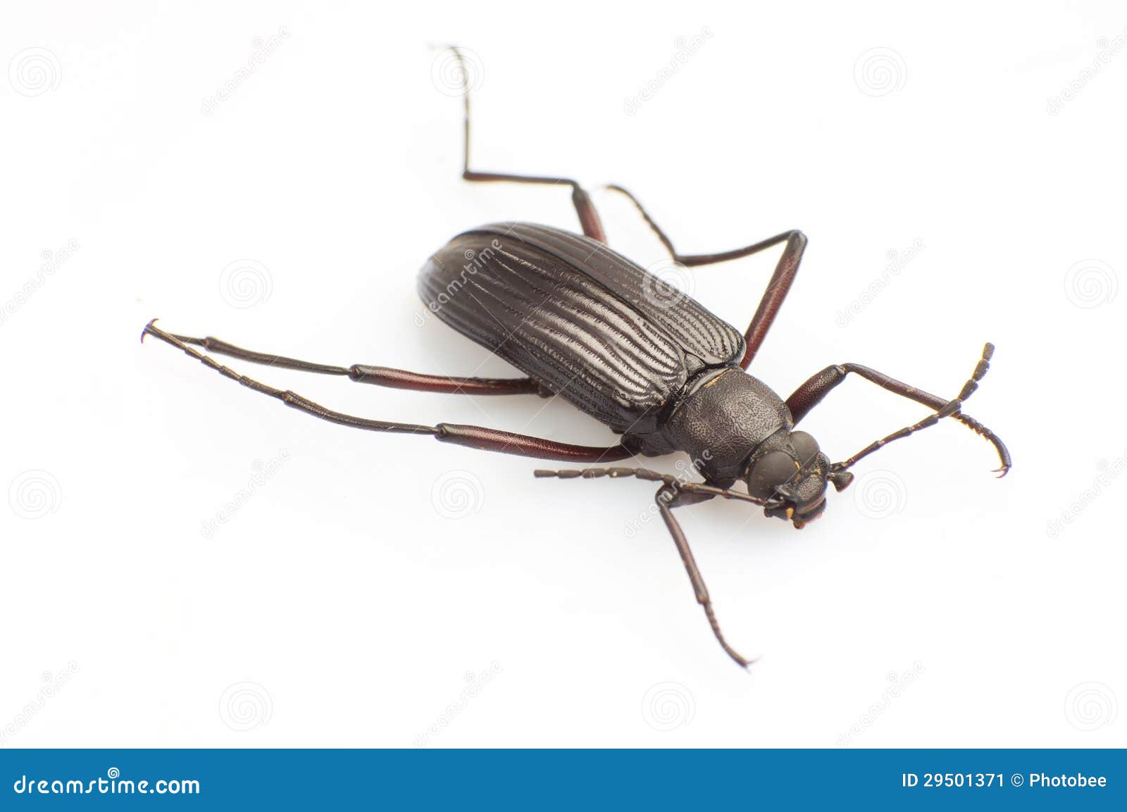 Carabidae imagen de archivo. Imagen de antenas, aislado - 29501371