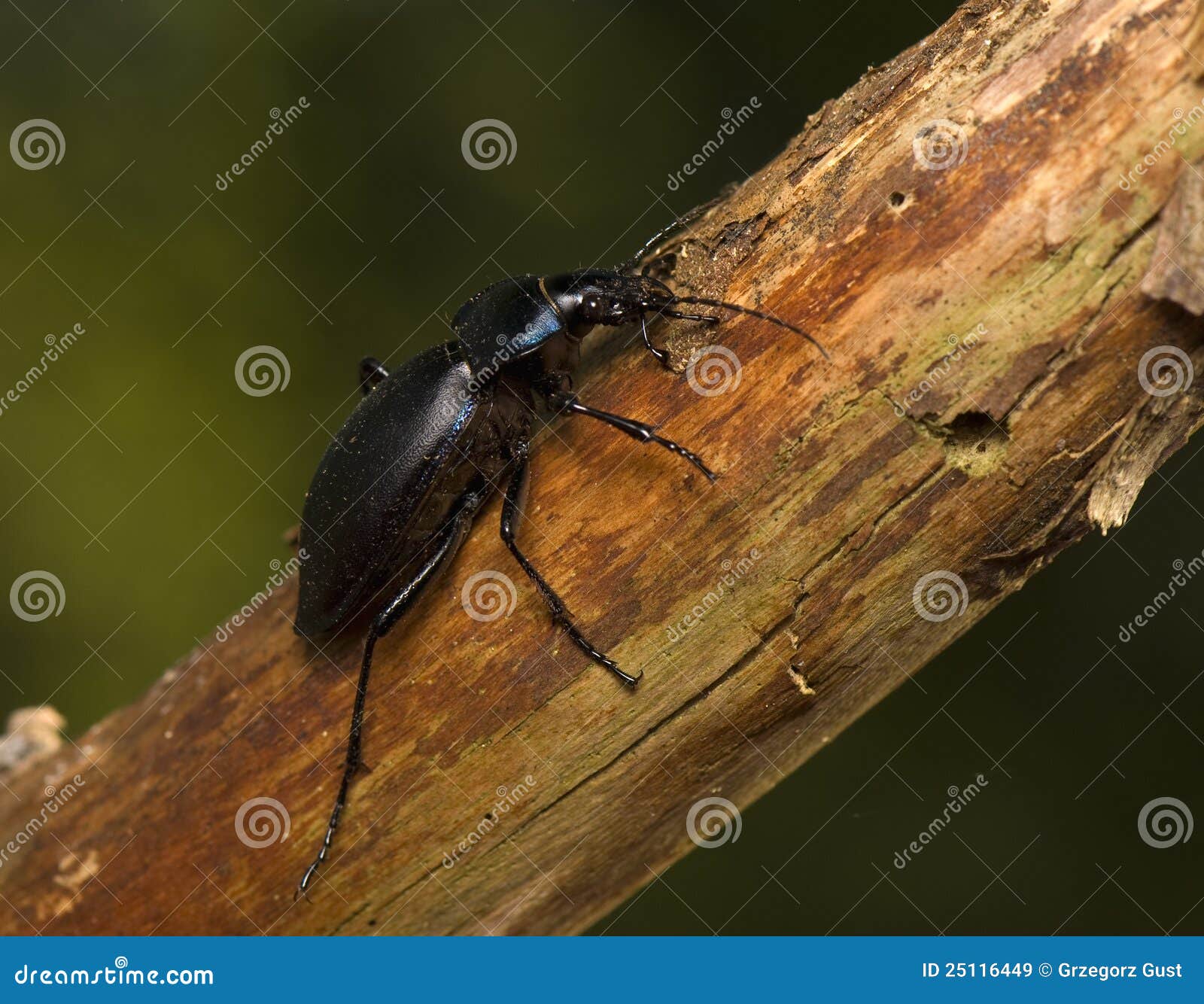 Carabus stock image. Image of beauty, antenna, natural - 25116449