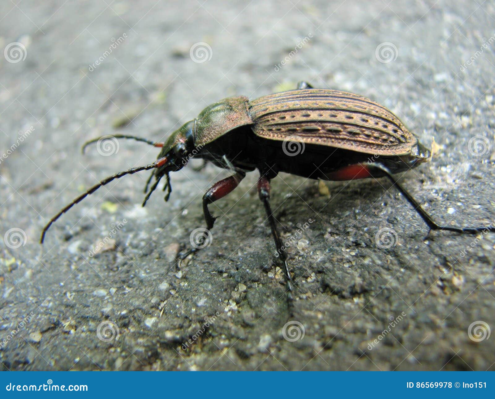 Carabus Cancellatus Copper, Super Macro Mode Stock Photo - Image of ...