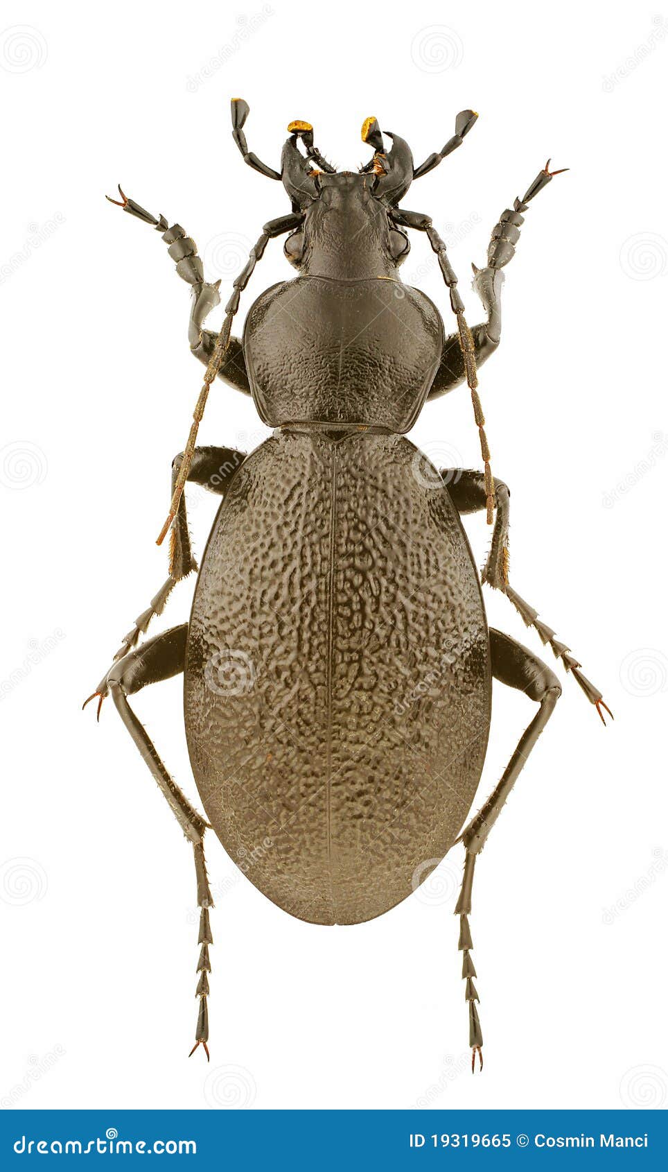 Carabus coriaceus stock image. Image of coriaceus, extrem - 19319665