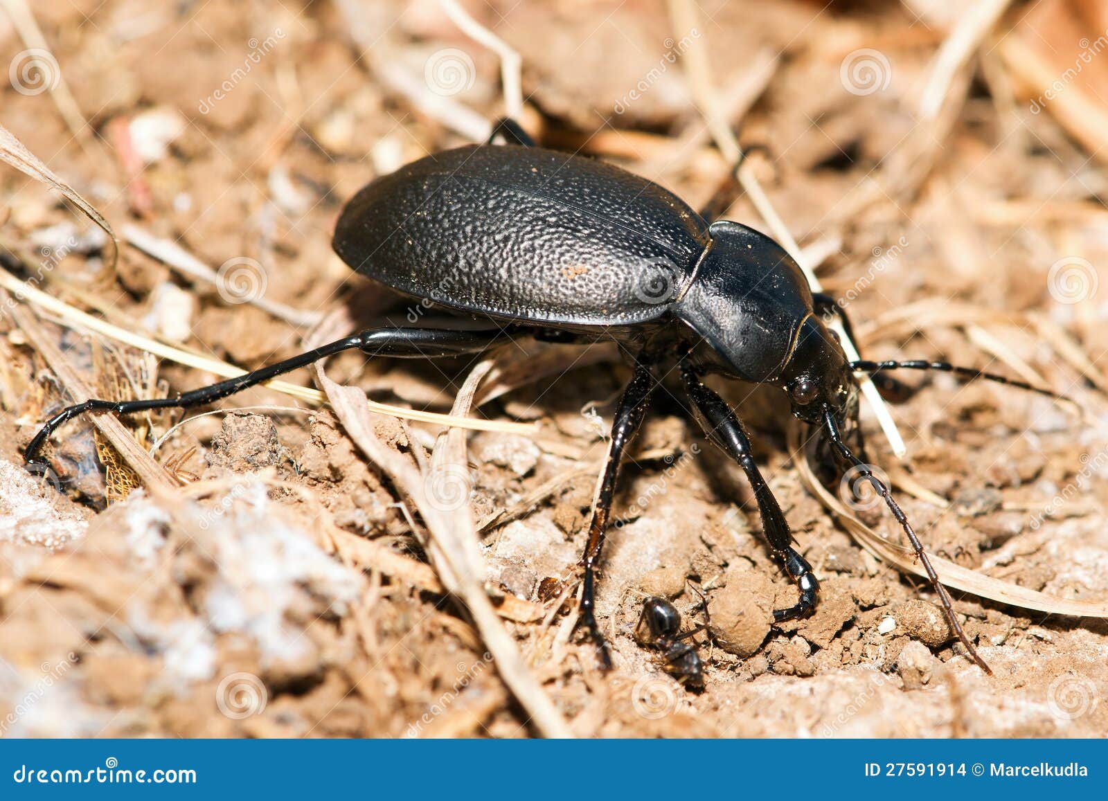 Carabus coriaceus stock photo. Image of coleopteran, beetle - 27591914
