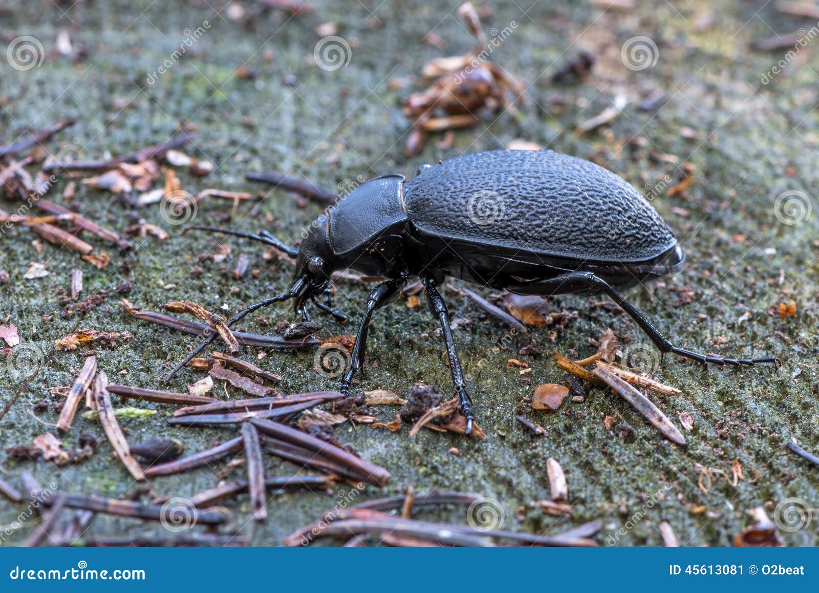 Carabus coriaceus stock image. Image of wildlife, entomology - 45613081