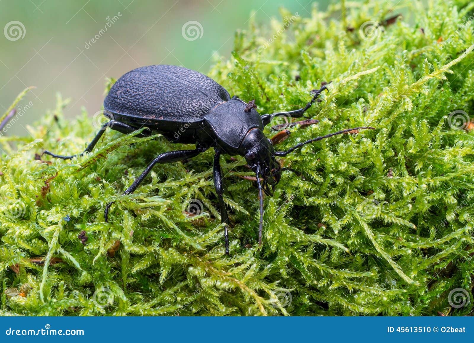 Carabus coriaceus stock photo. Image of animal, zoology - 45613510