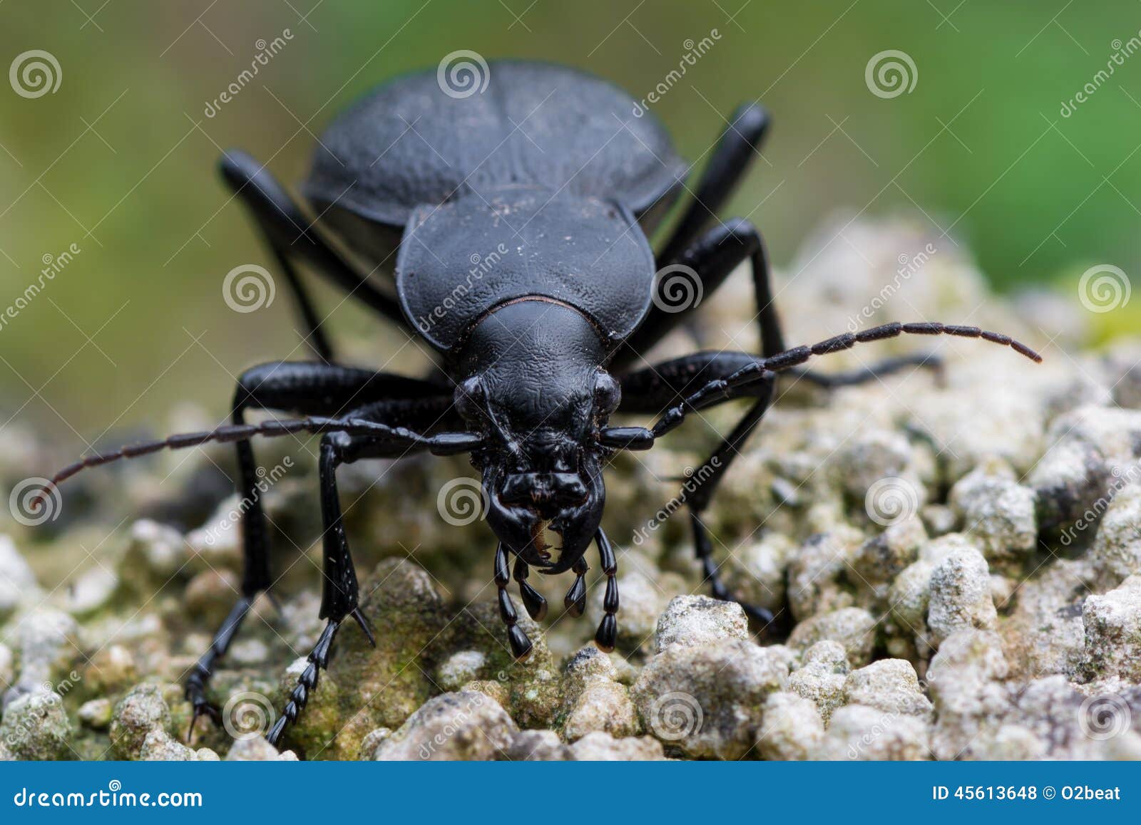 Carabus coriaceus stock photo. Image of insect, macro - 45613648