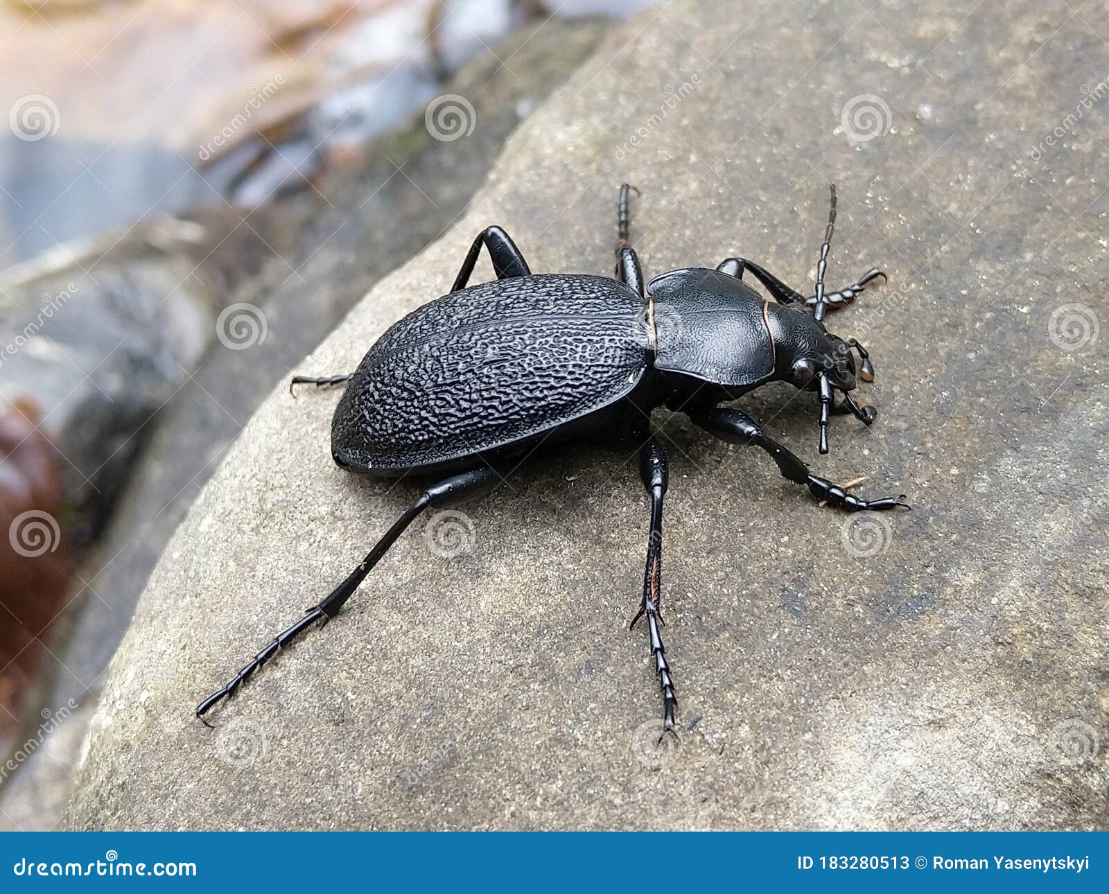 Carabus coriaceus stock image. Image of giant, beatle - 183280513