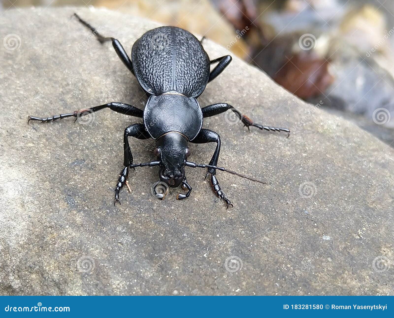 Carabus coriaceus stock photo. Image of giant, carabus - 183281580
