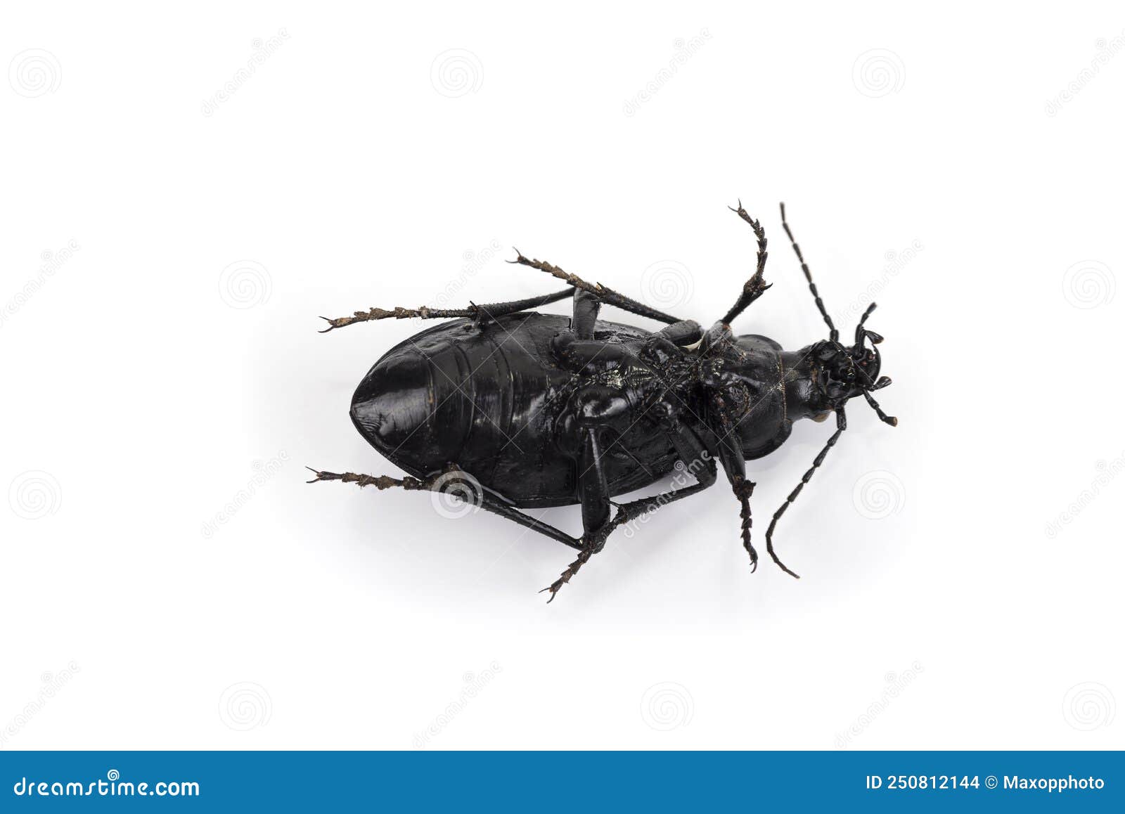 Carabus Coriaceus on a White Background Stock Photo - Image of nature ...