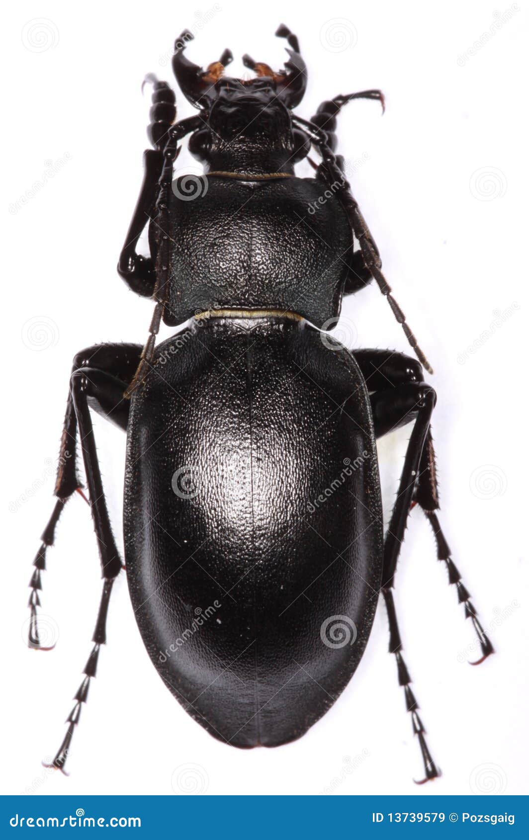 Carabus Glabratus Ground Beetle Stock Image - Image of widespread ...