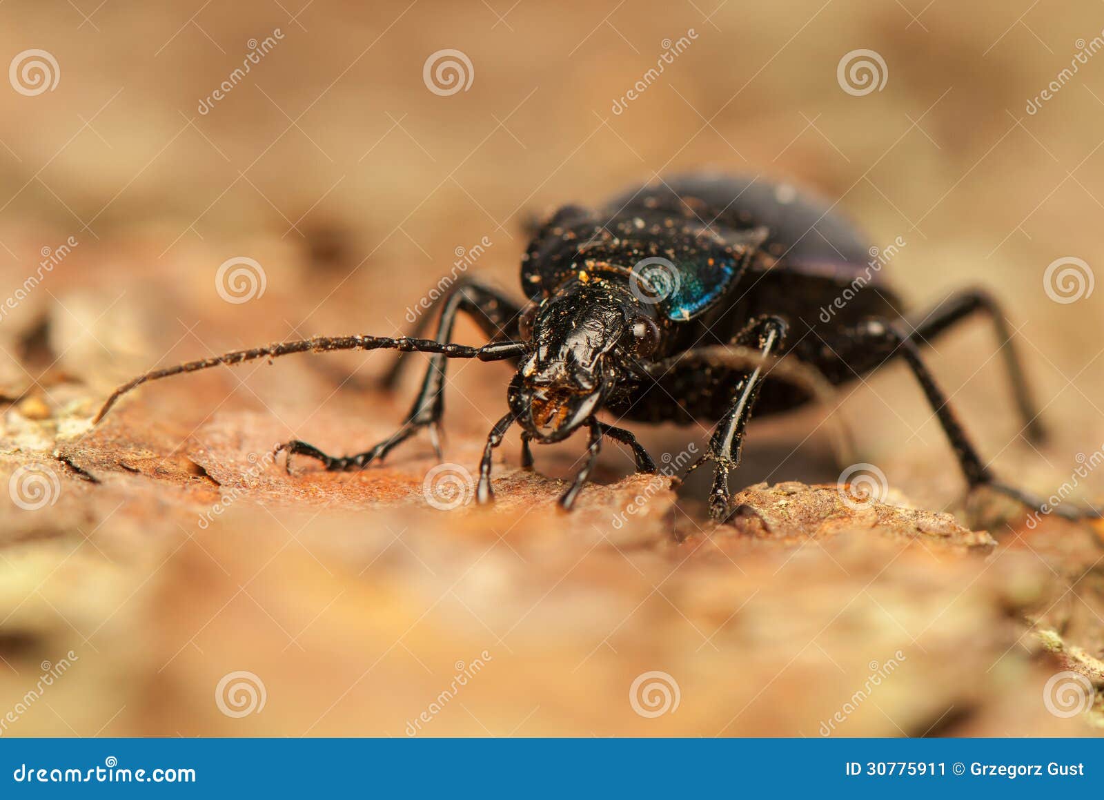 Carabus glabratus stock image. Image of interesing, biology - 30775911