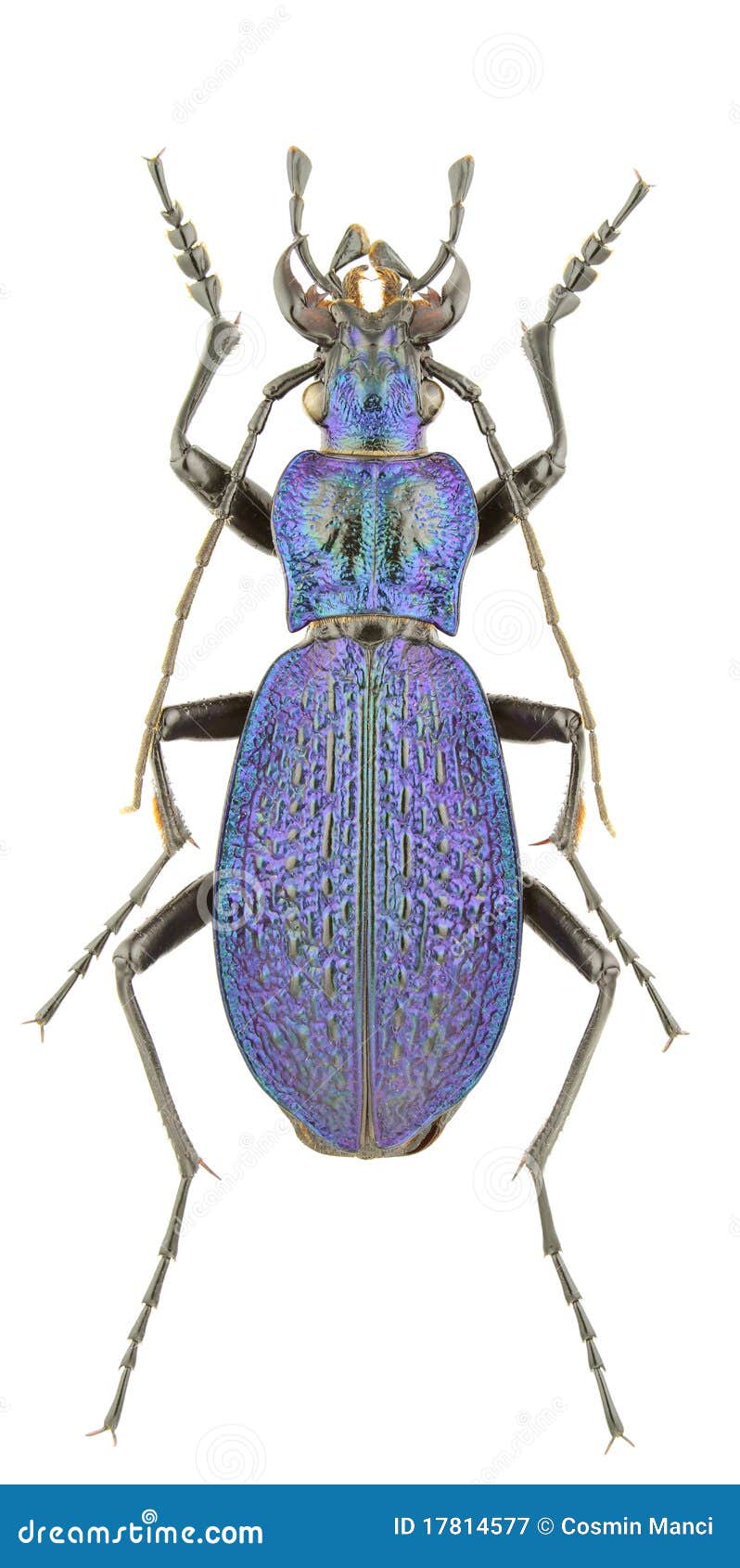 Carabus intricatus stock image. Image of carabus, isolated - 17814577
