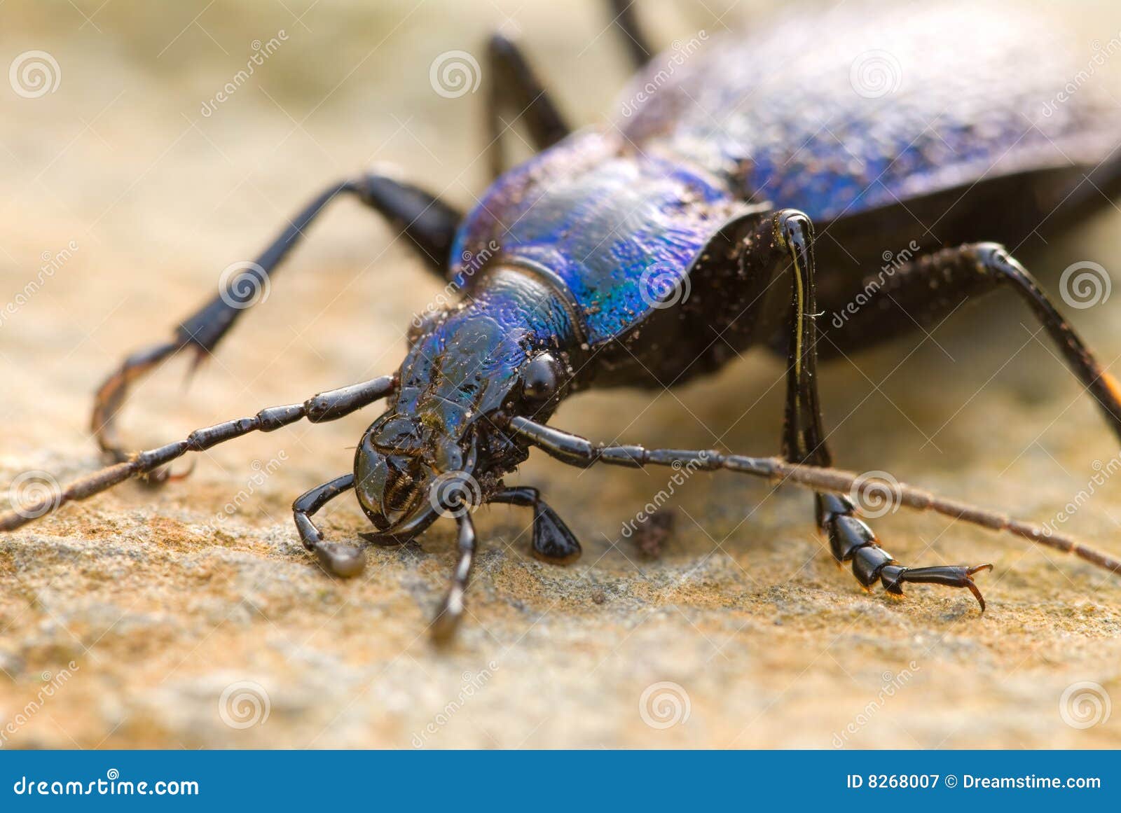 Carabus intricatus stock image. Image of sitting, wing - 8268007