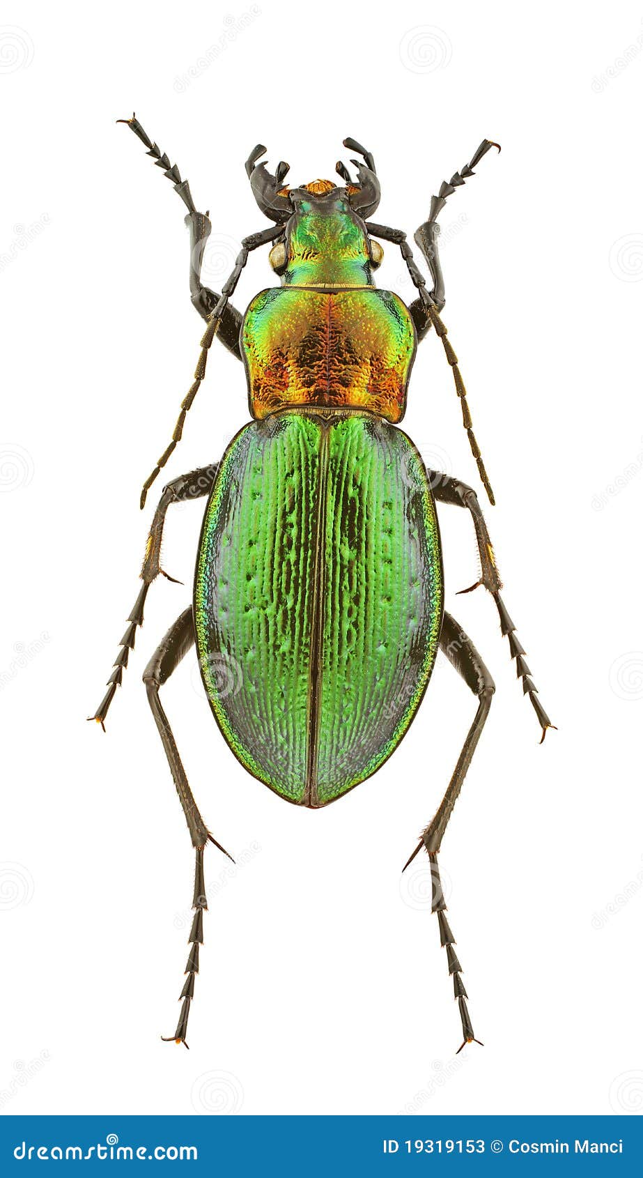 Carabus obsoletus stock image. Image of extrem, angle - 19319153