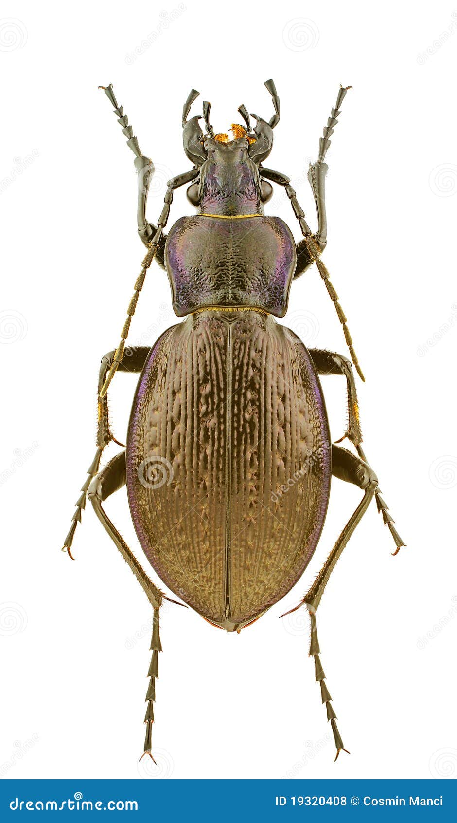 Carabus 22 Royalty-Free Stock Photo | CartoonDealer.com #3533979