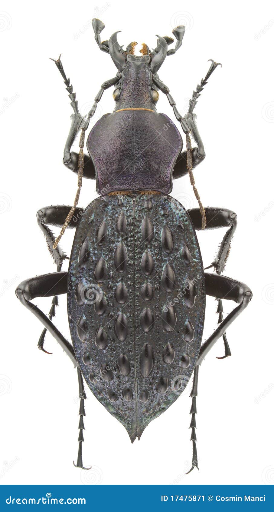 Carabus 22 Royalty-Free Stock Photo | CartoonDealer.com #3533979