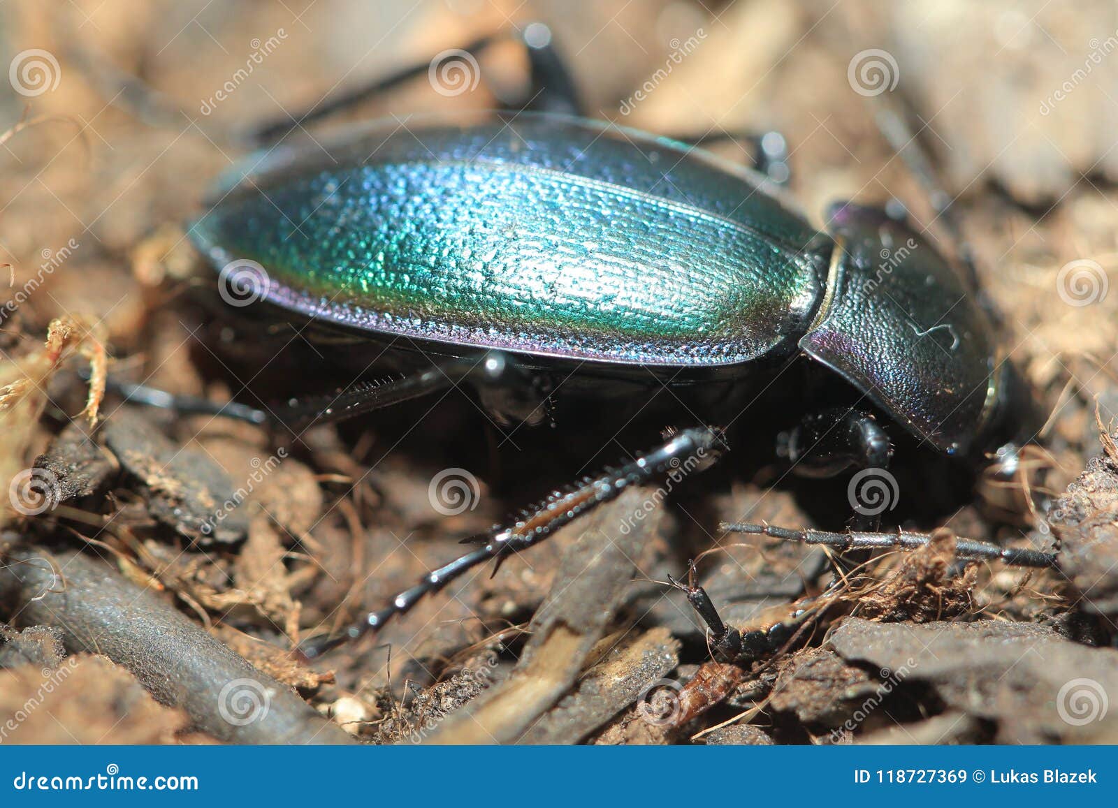 Carabus scheidleri stock image. Image of carabus, europe - 118727369