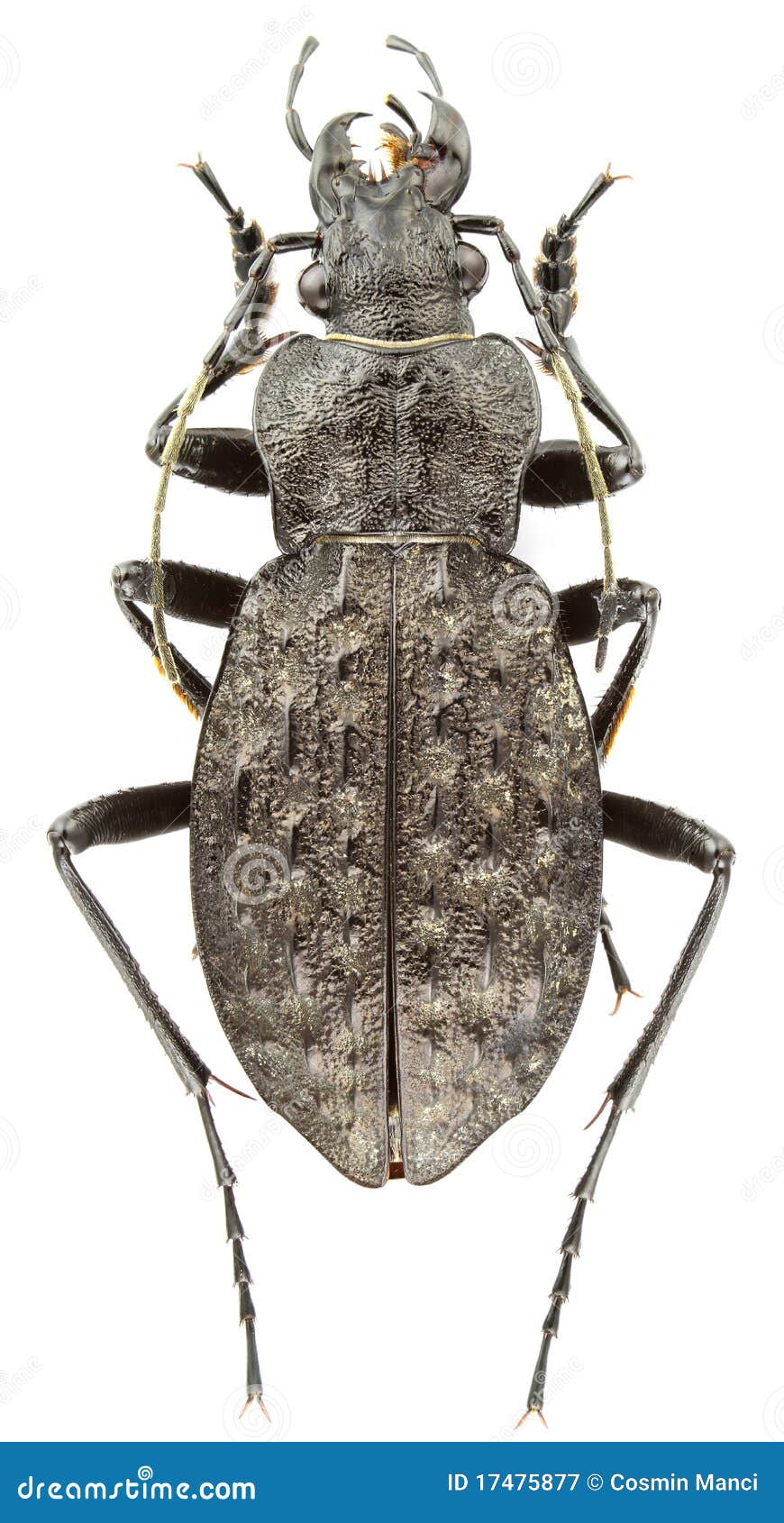 Carabus 22 Royalty-Free Stock Photo | CartoonDealer.com #3533979