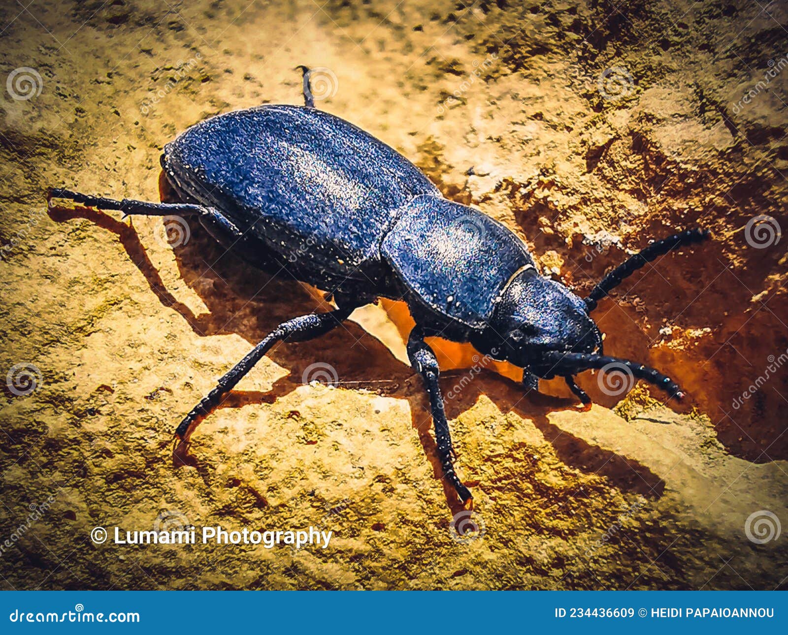 Carabus Violaceus Purpurascens. Beautiful Red-green Beetle On The Rock ...